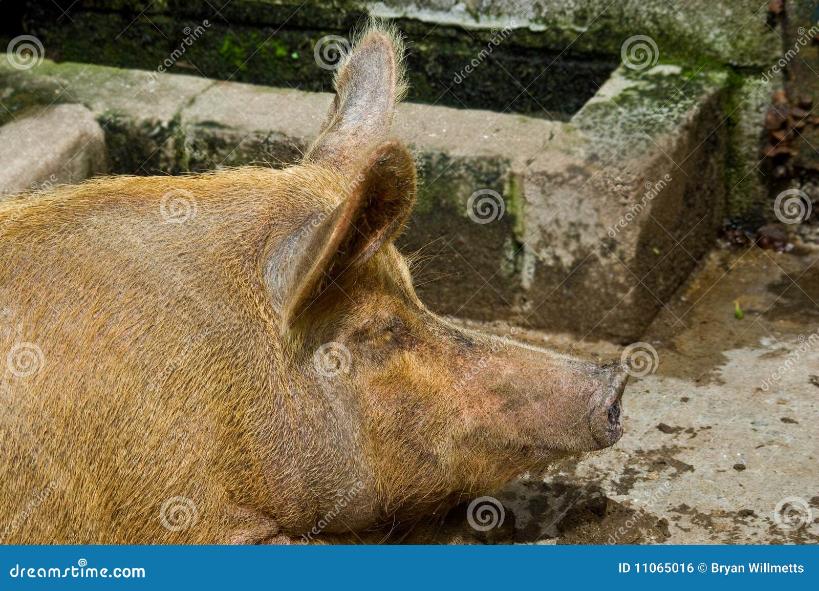 Snoozing porker stock photo. Image of boar, pink, agriculture - 11065016