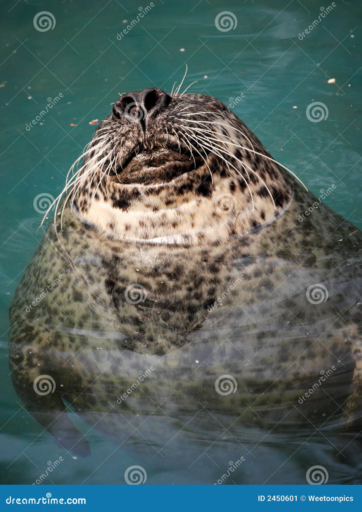 Snoozing seal stock image. Image of fisheater, mammal - 2450601