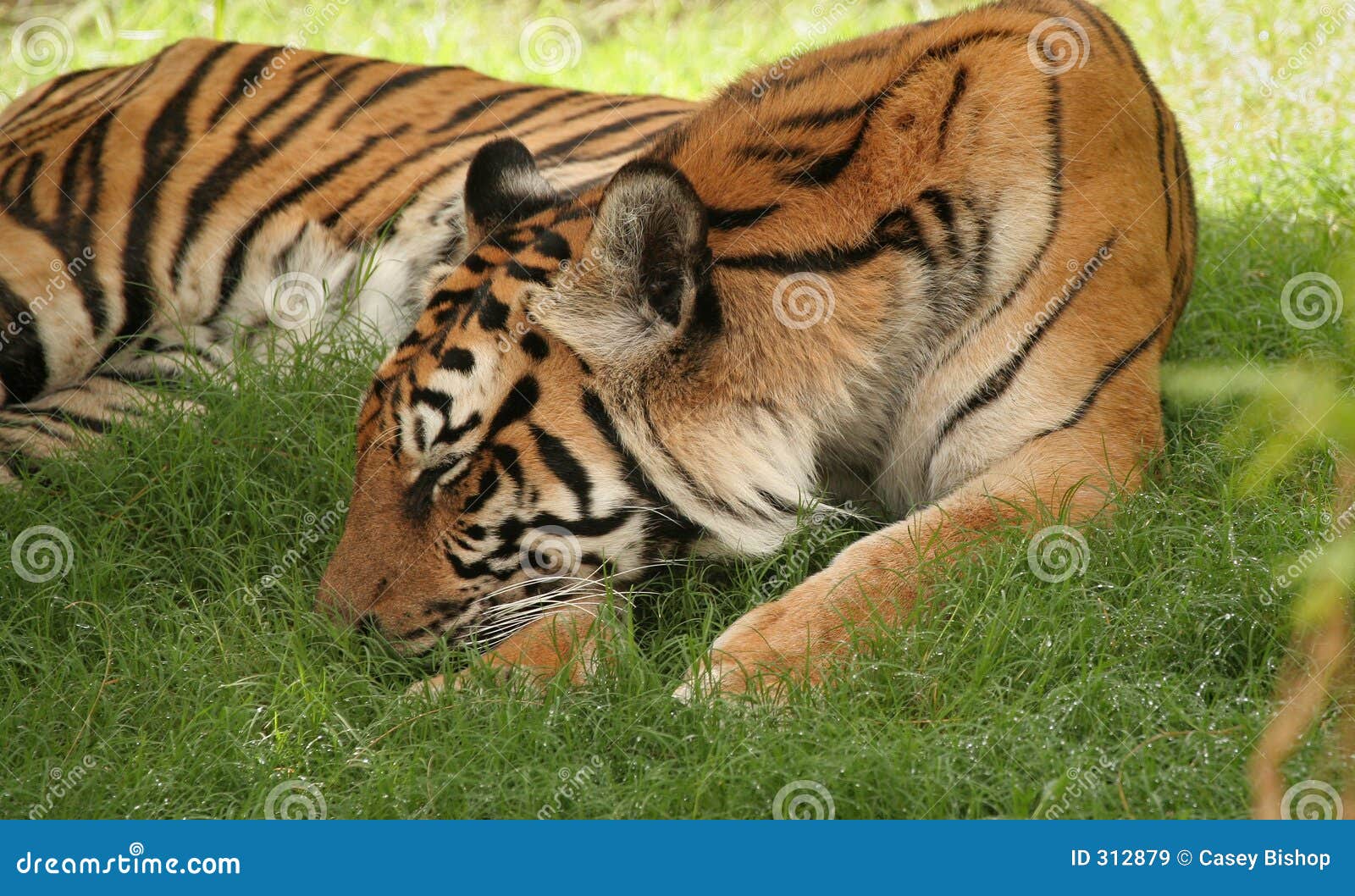 Snoozing Tiger stock image. Image of feline, burma, stripes - 312879