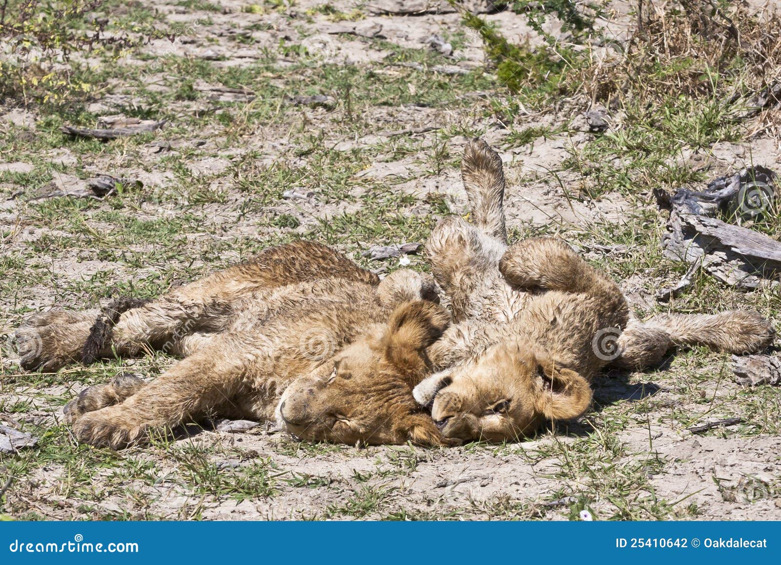 Snoozing wet lion cubs stock photo. Image of ground, ecotourism - 25410642