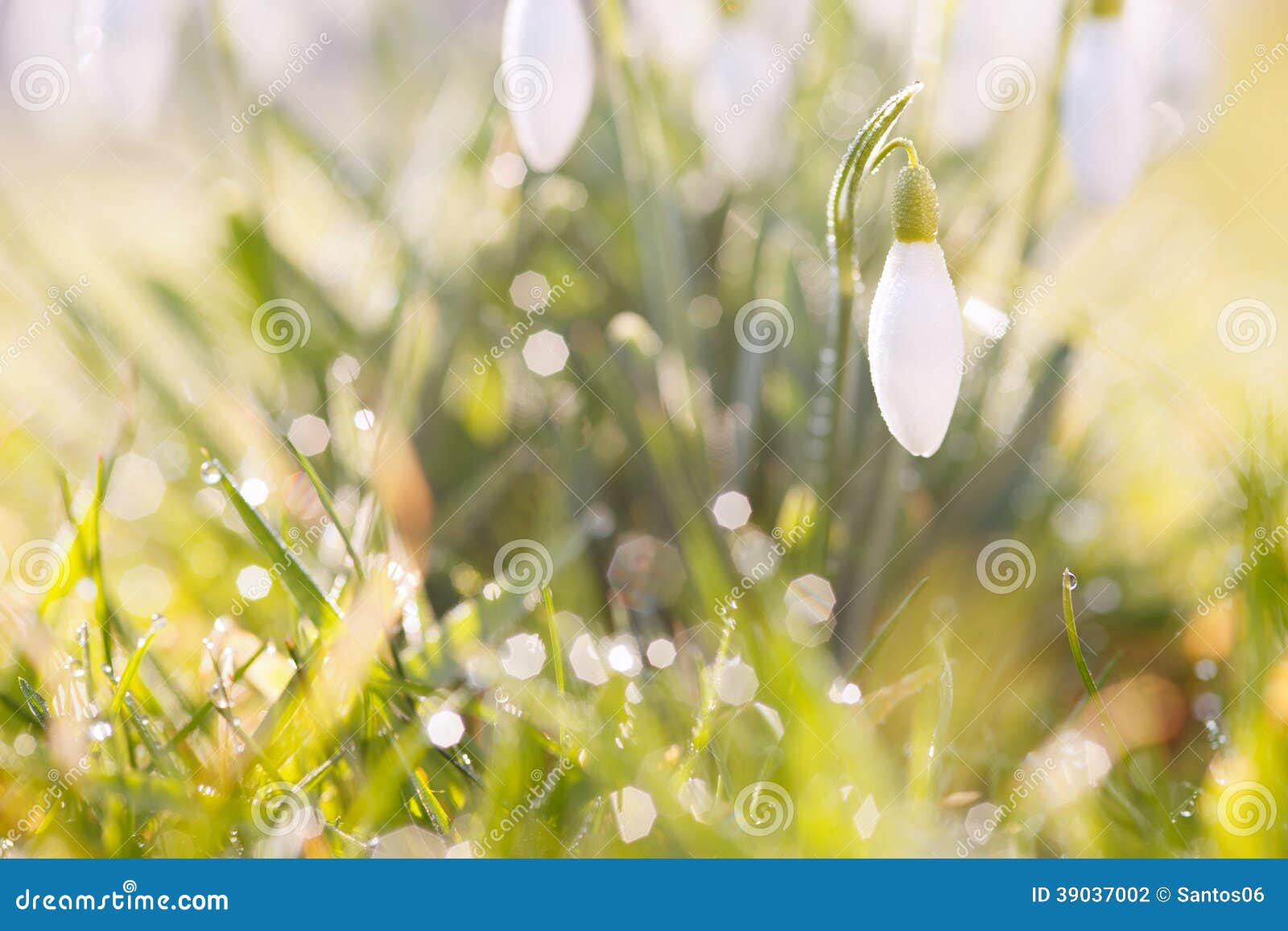 Snopwdrop stock photo. Image of freshness, blossom, copyspace - 39037002