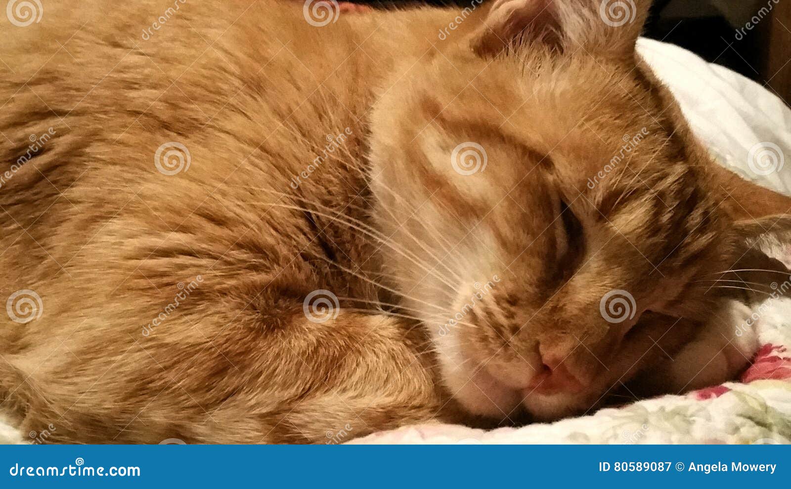 Snoring kitty stock image. Image of orange, kitty, sleeping - 80589087