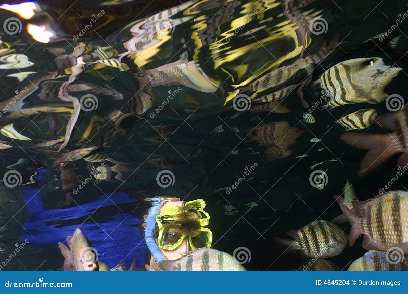 Snorkeler with Distorted Reflections Stock Photo - Image of major ...