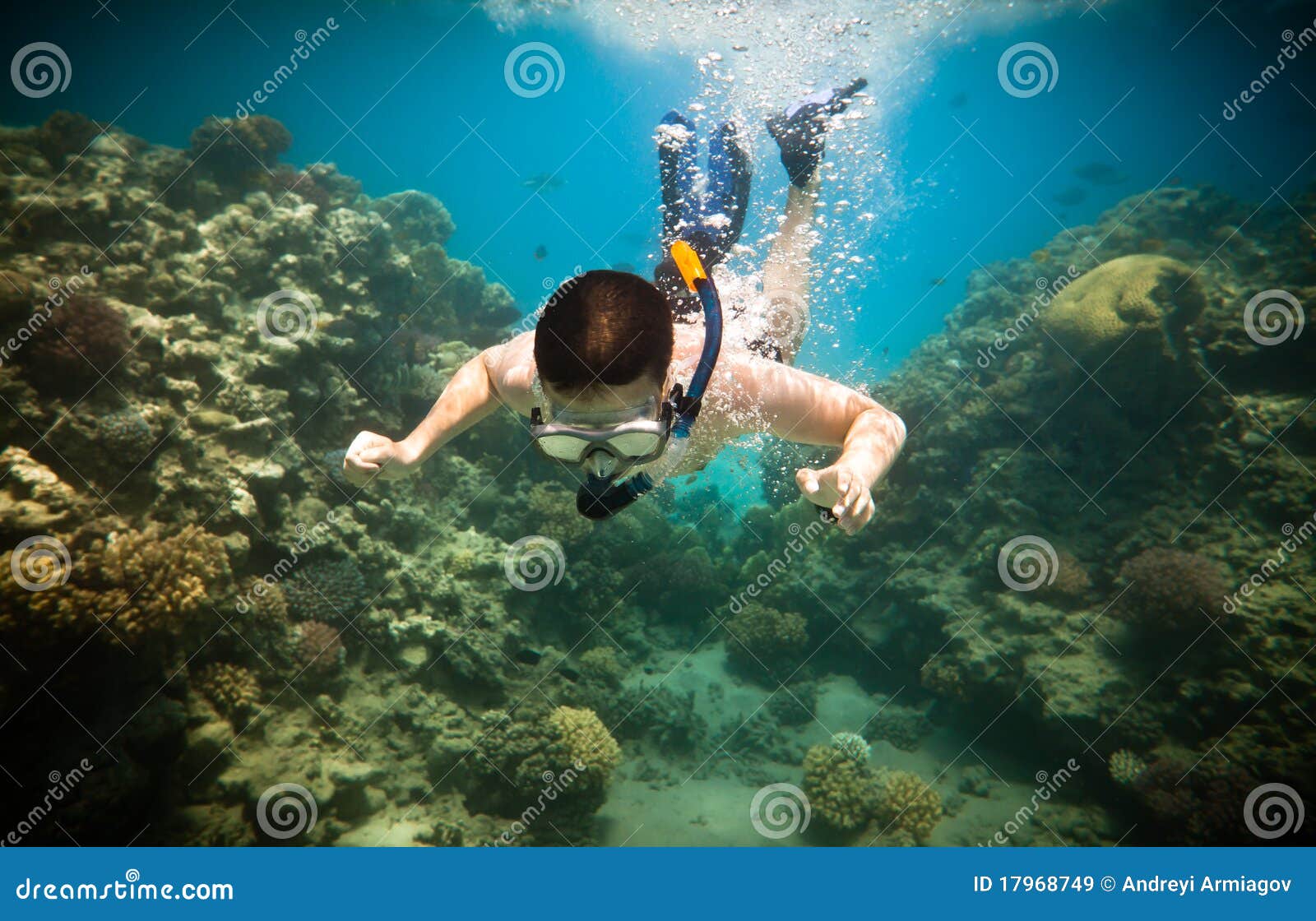 Snorkeler. Red sea stock image. Image of exercising, animals - 17968749