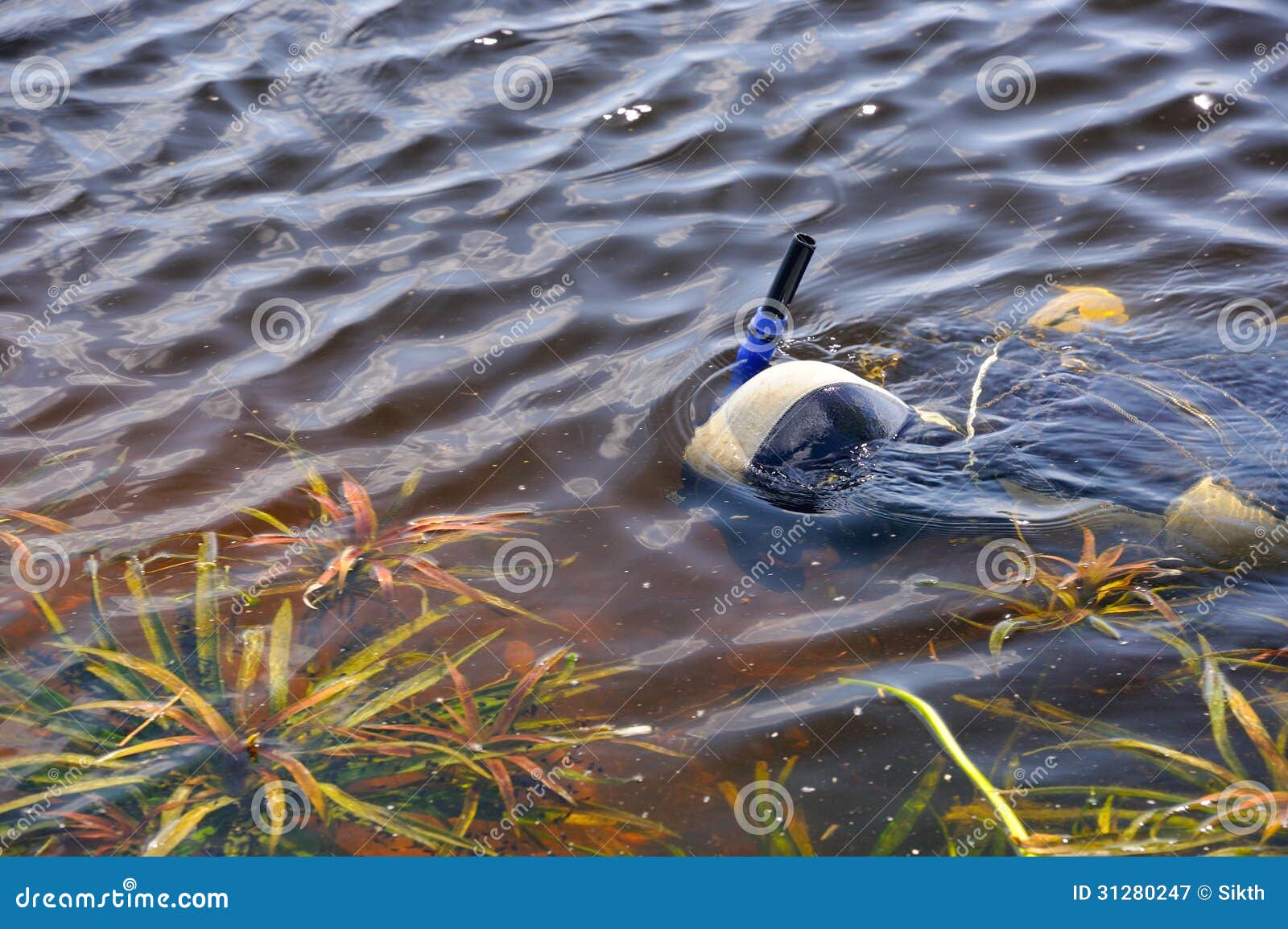 Snorkeler Swimming Underwater Stock Image - Image of horizontal ...