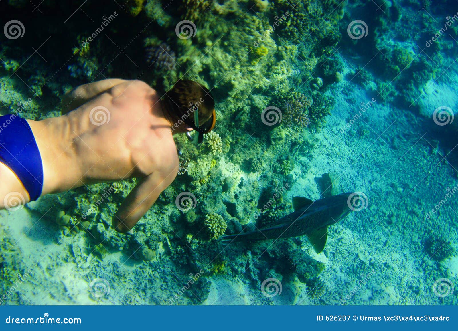 Snorkeling stock image. Image of swimming, water, underwater - 626207