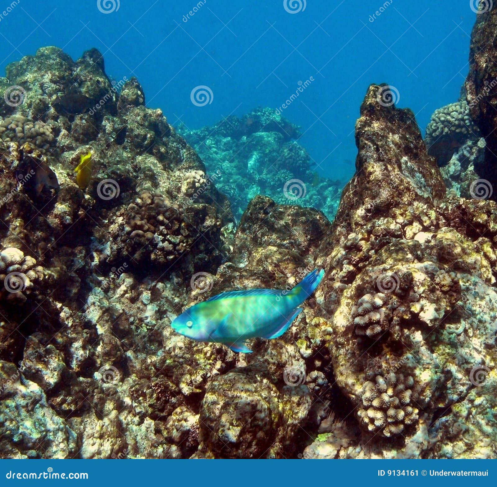 Ahihi Stock Photos - Free & Royalty-Free Stock Photos from Dreamstime