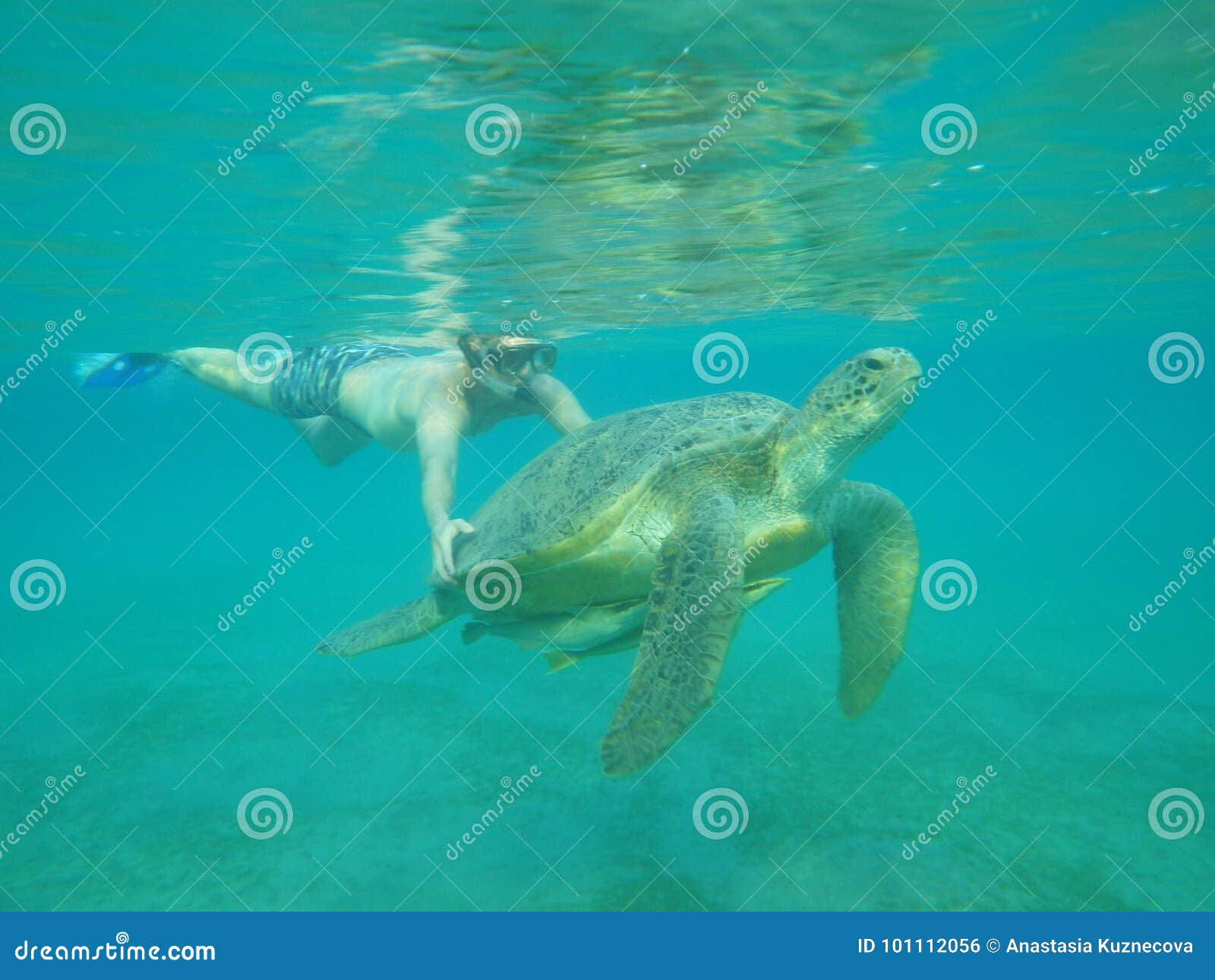 Snorkeling stock photo. Image of turtle, woman, snorkeling - 101112056