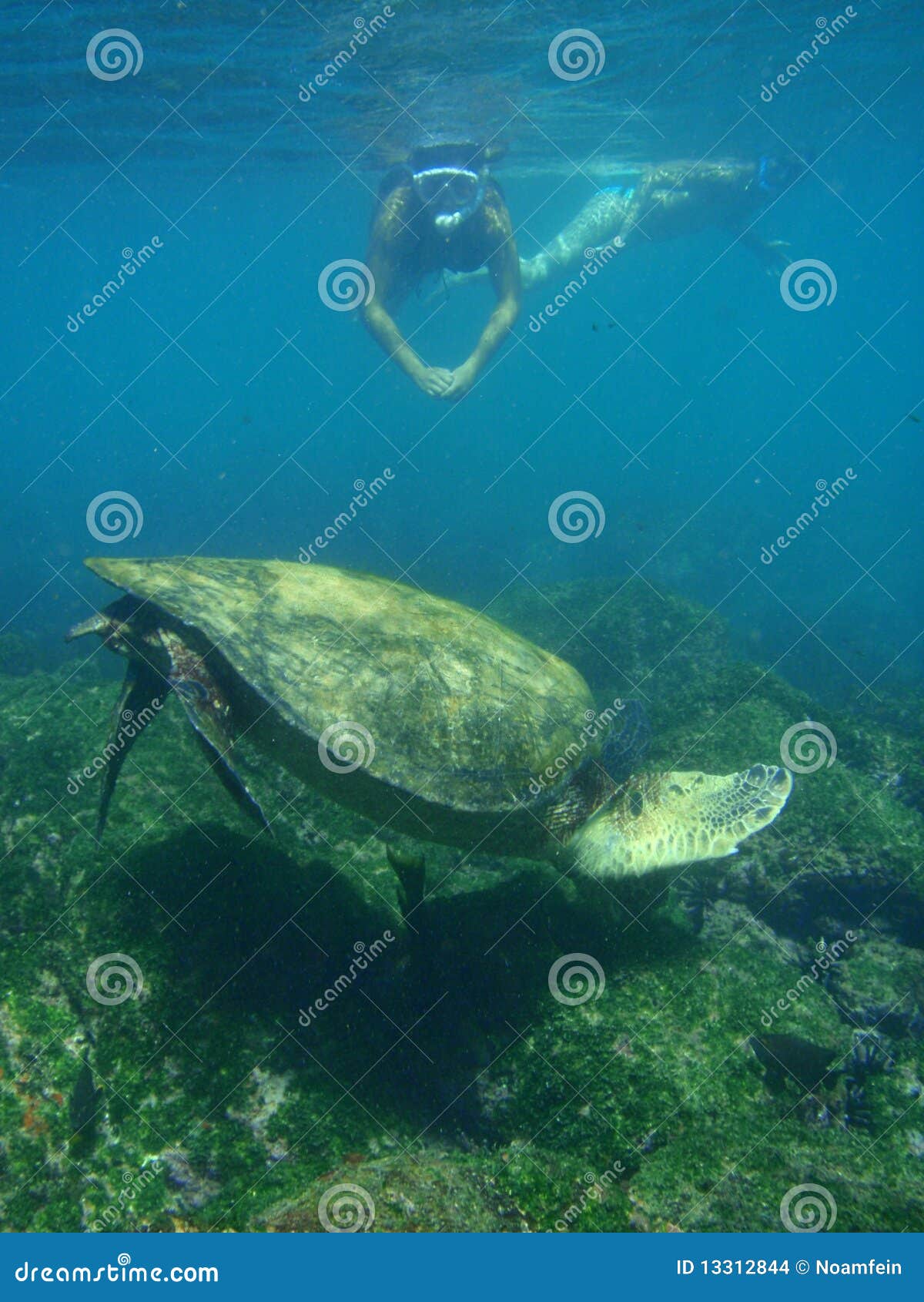 Snorkeling with Sea Turtles Stock Photo - Image of snorkel, divers ...