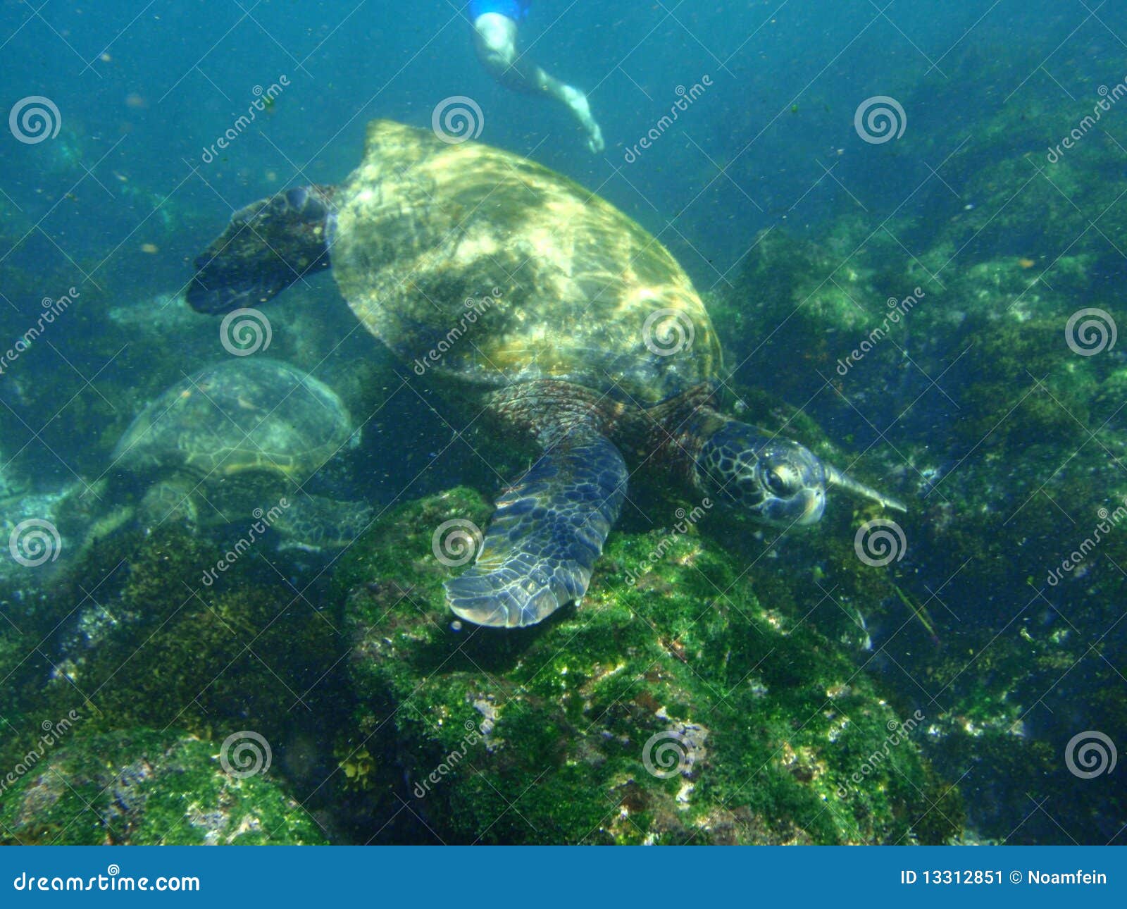 Snorkeling with Sea Turtles Stock Image - Image of turtle, ecuador ...
