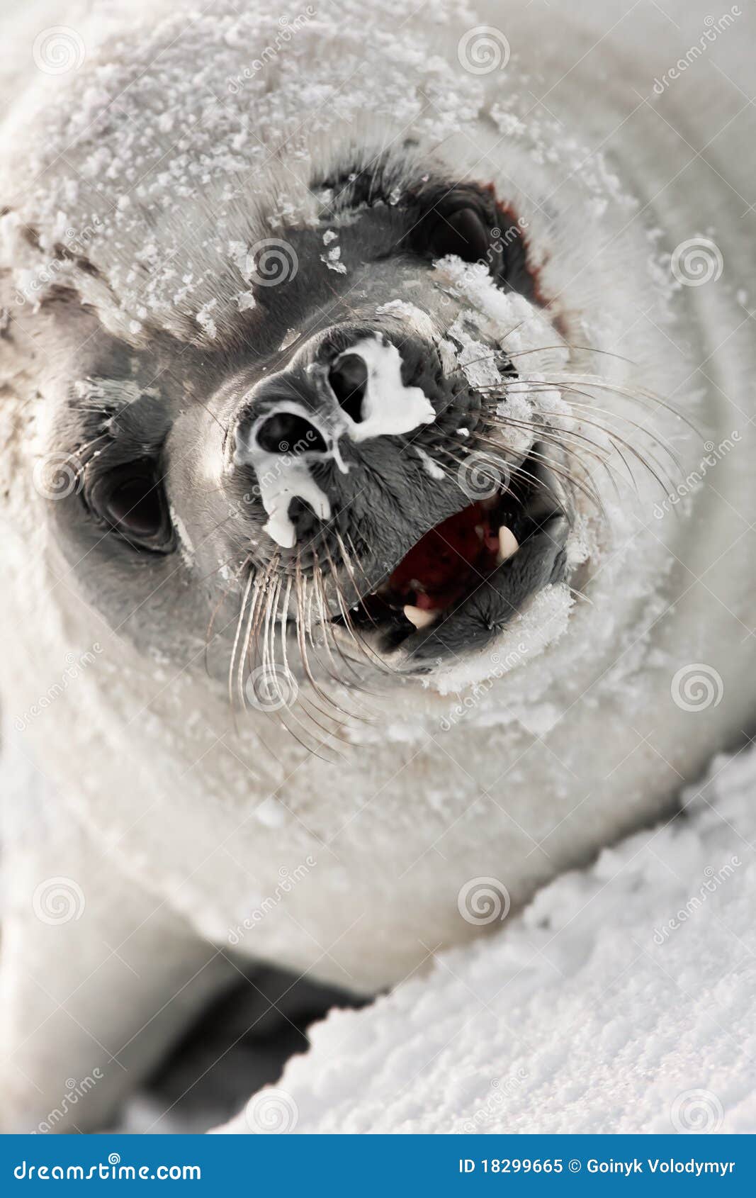 Snot-nosed seal stock image. Image of mamal, macro, animal - 18299665