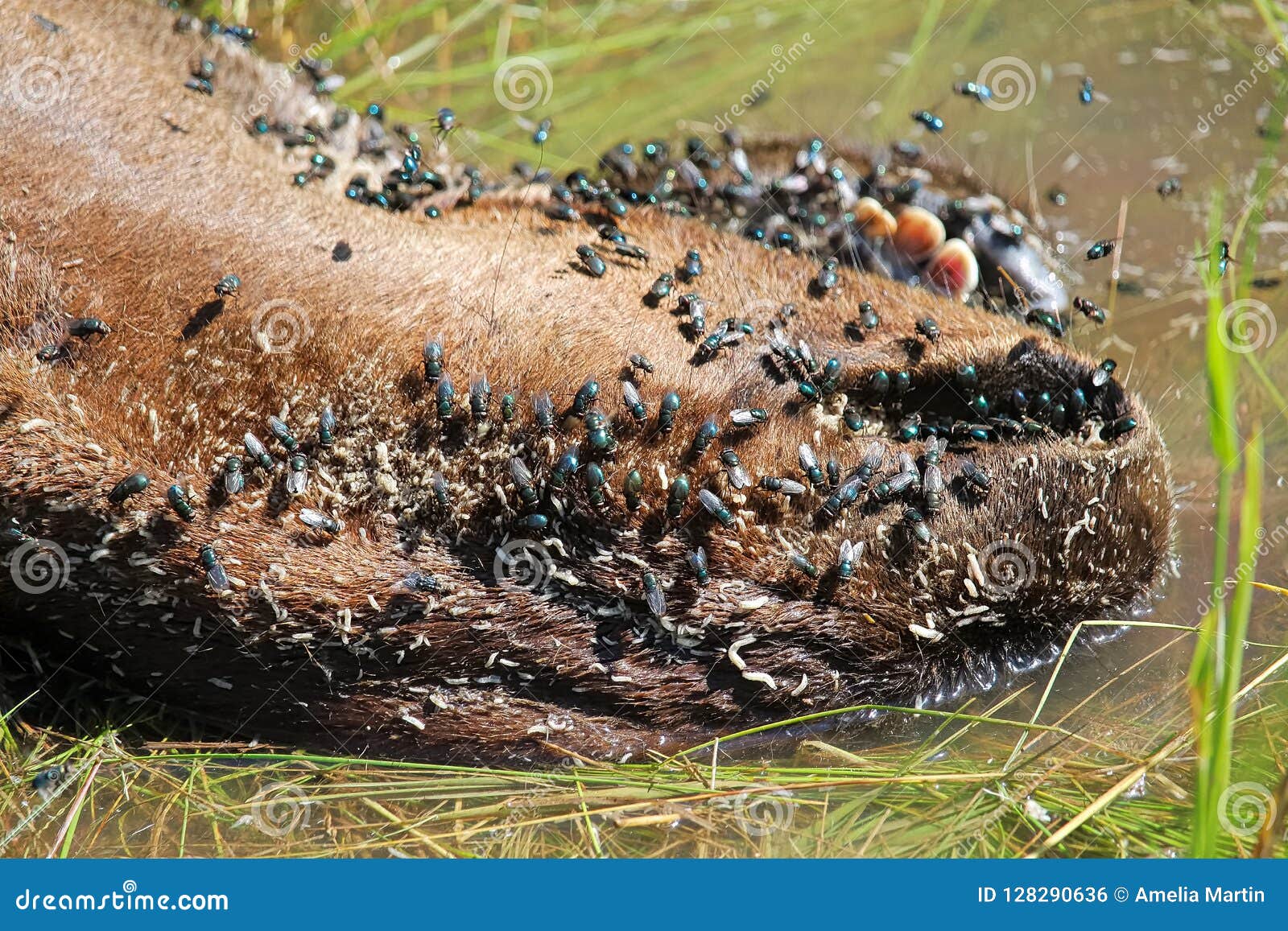 The Snot and Teeth of a Dead Ungulate with Flies and Maggots Stock ...