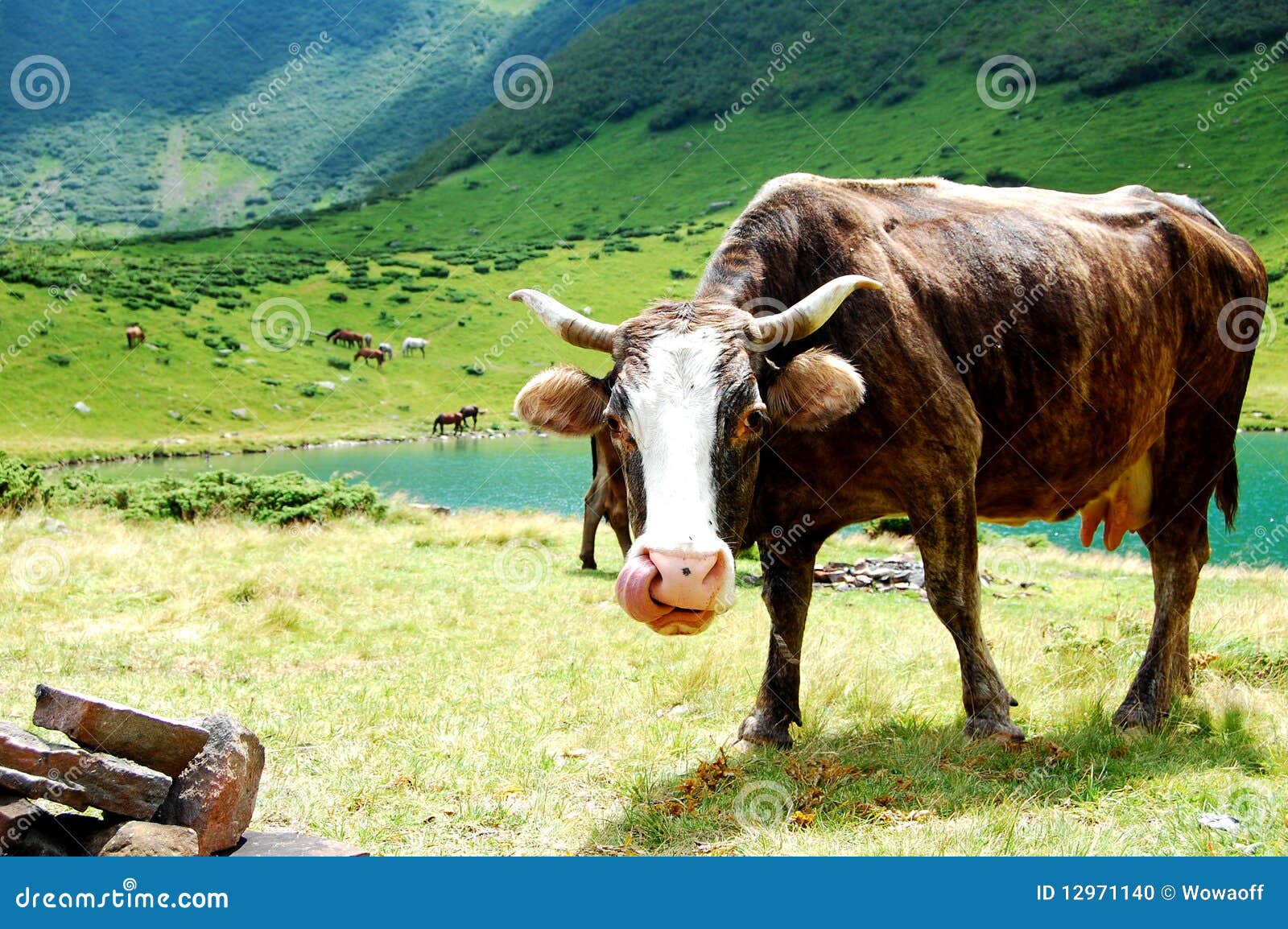 Snotty cow stock photo. Image of cattle, horns, economy - 12971140