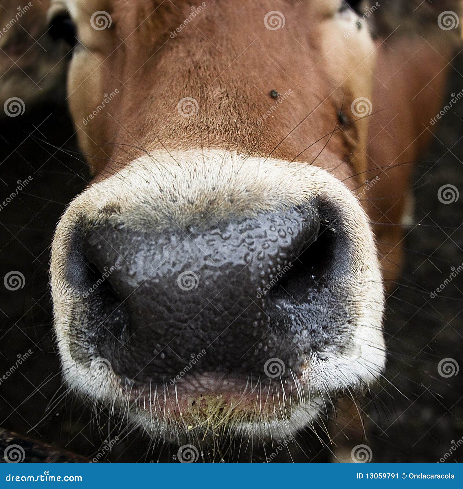Snout stock image. Image of hair, fauna, closer, calf - 13059791