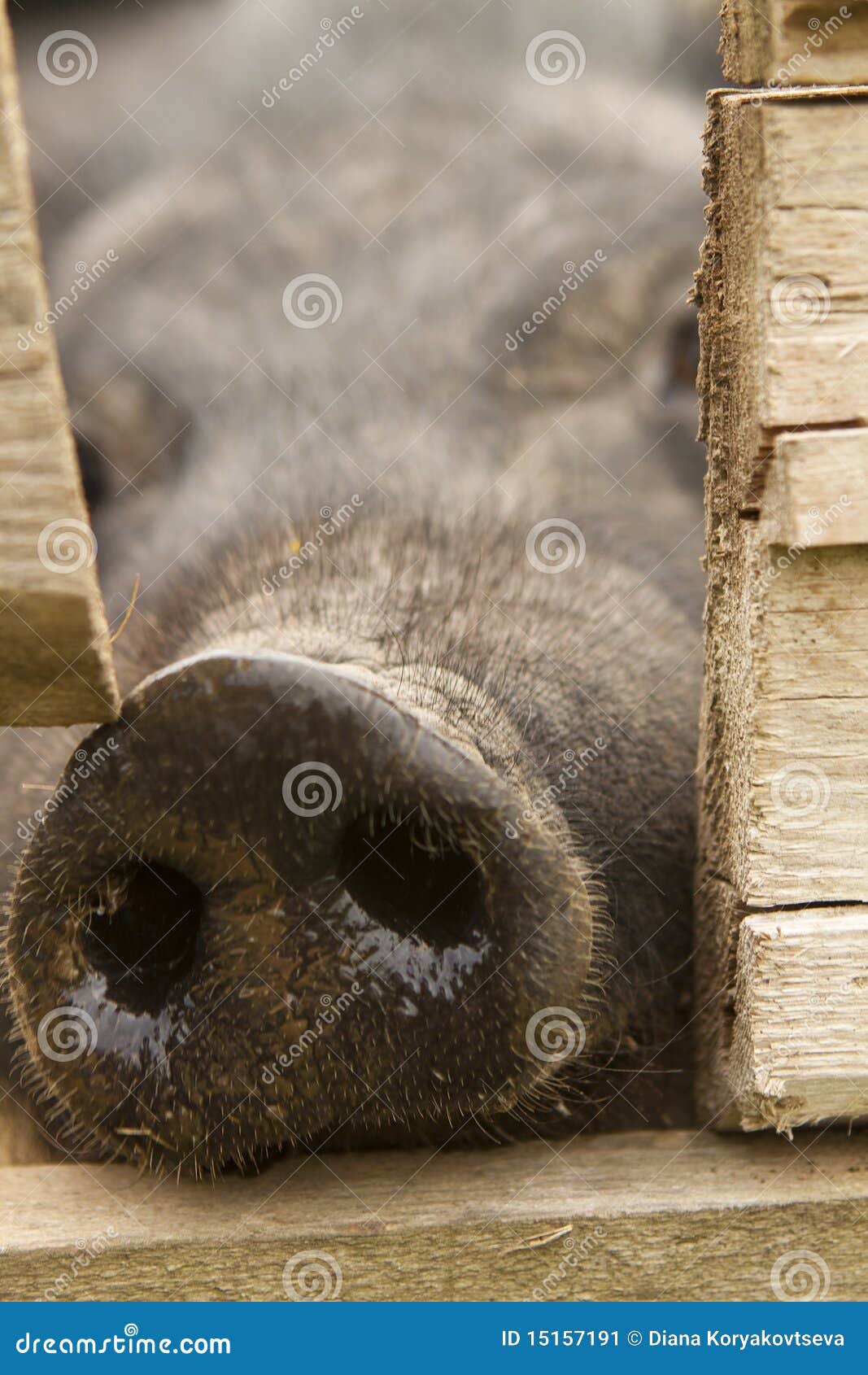 Snout stock image. Image of black, meat, snout, food - 15157191