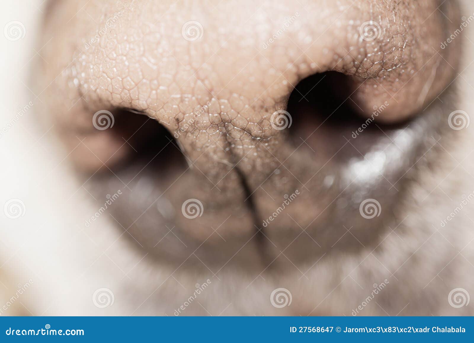 Snout stock image. Image of cute, doggy, close, senses - 27568647