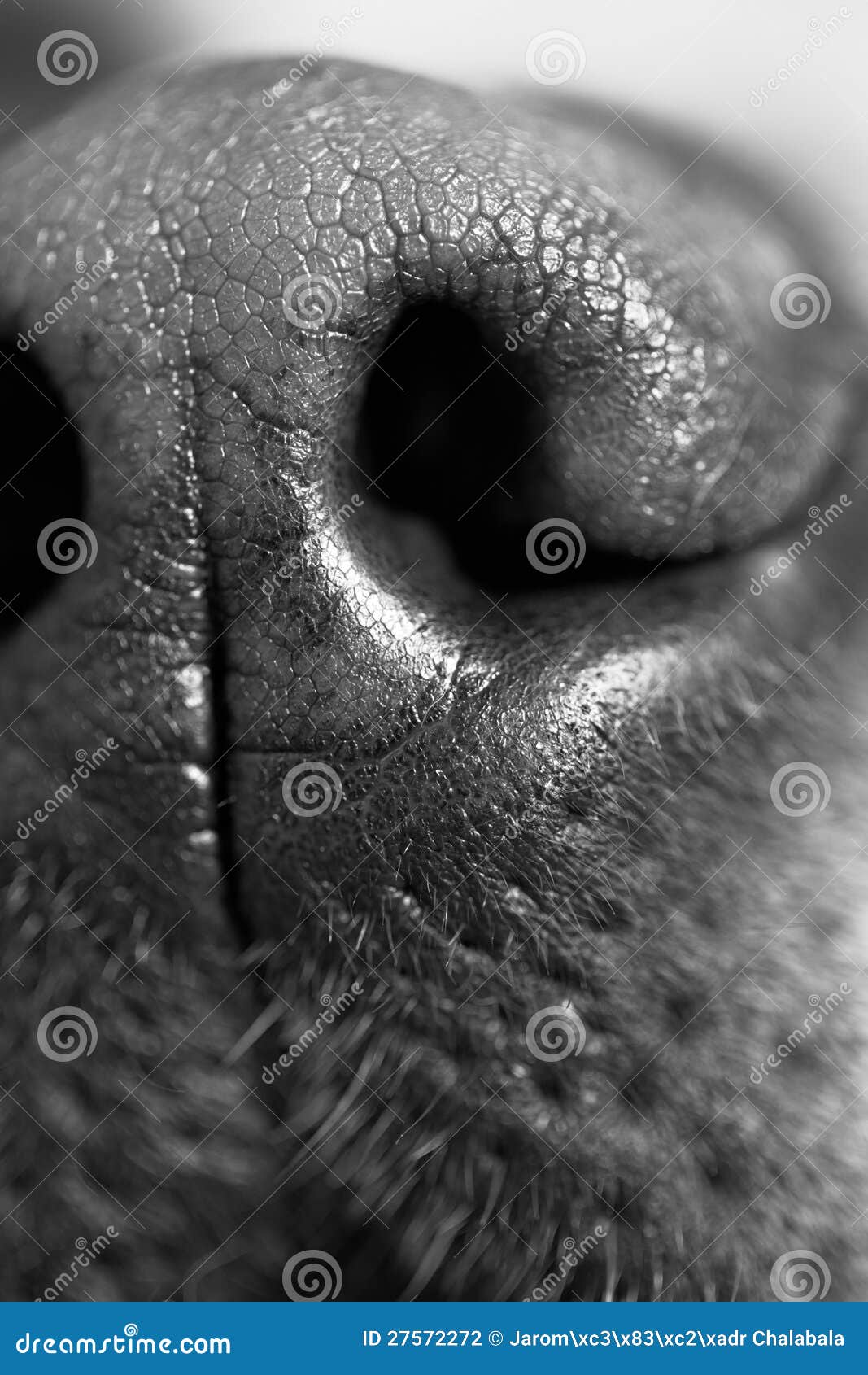 Snout stock photo. Image of doggy, mammal, abrador, pointer - 27572272
