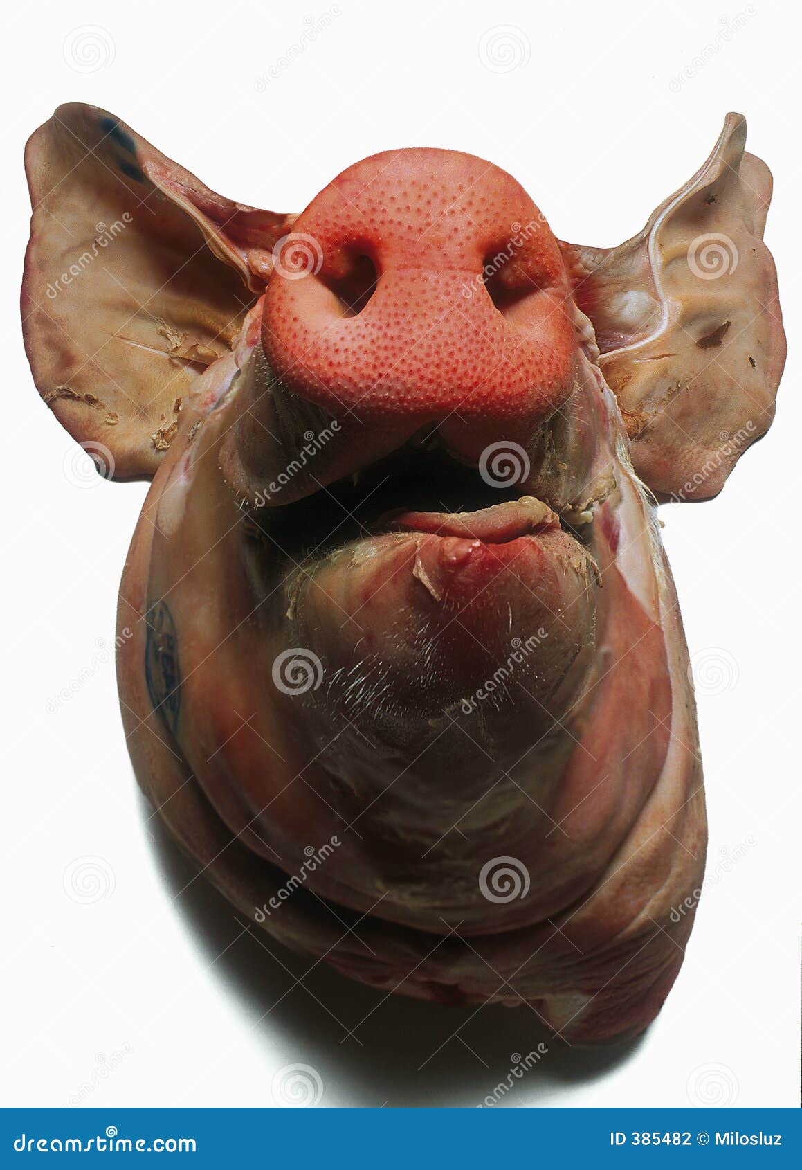 Snout stock photo. Image of meat, croak, head, death, pork - 385482
