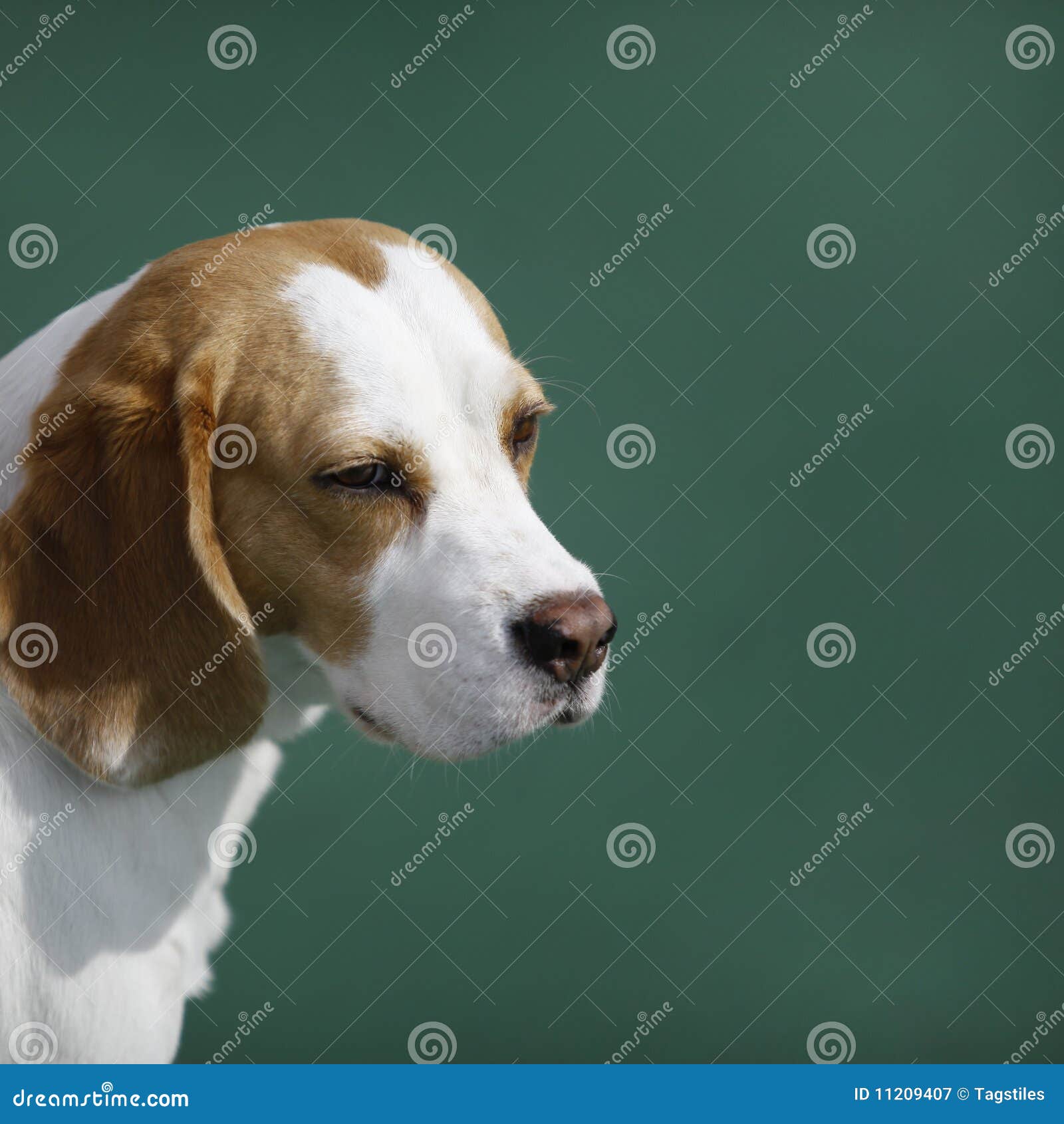 Snout of a beagle stock image. Image of graphical, listening - 11209407