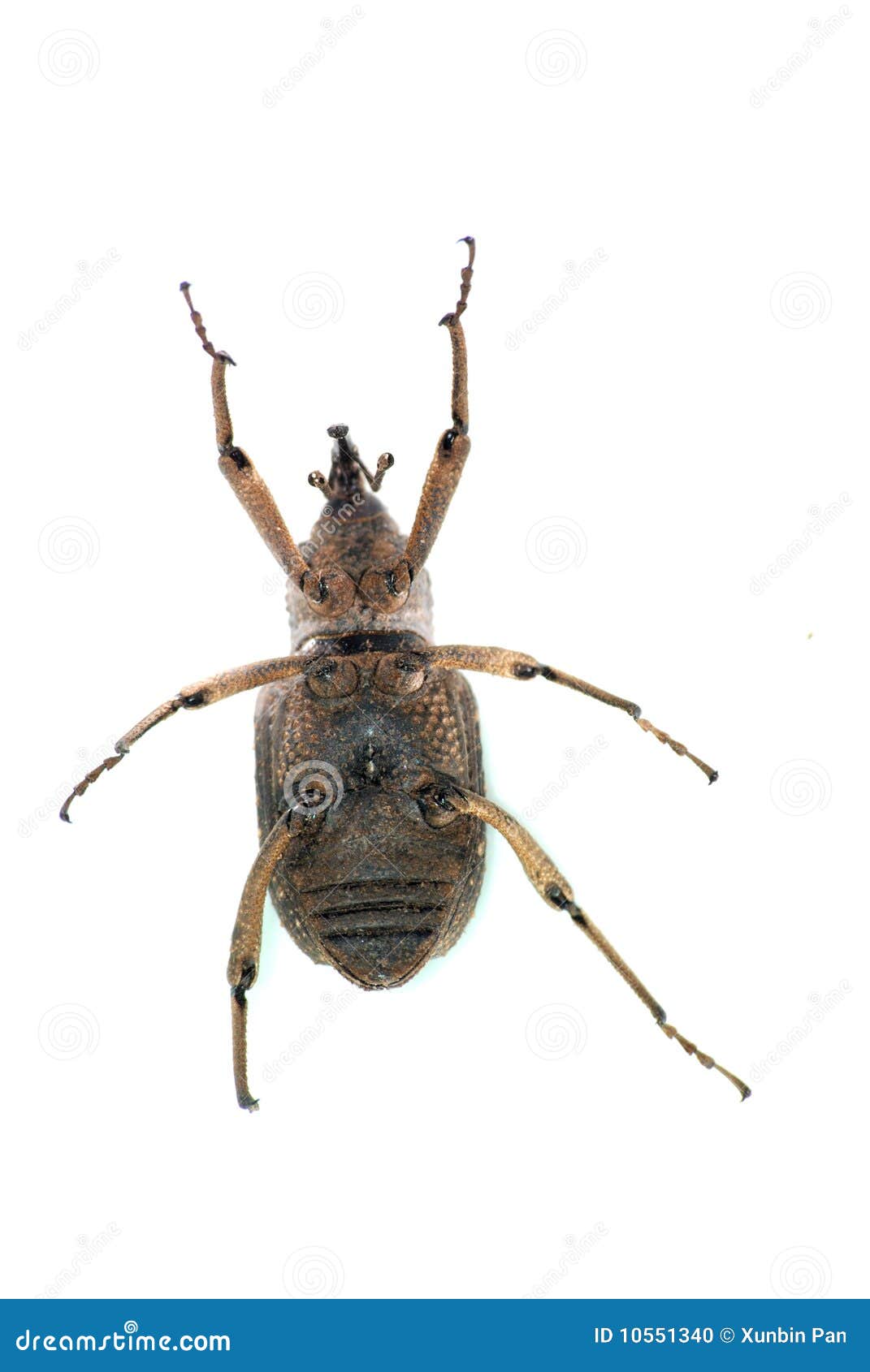 Snout beetle stock photo. Image of elevate, coleoptera - 10551340