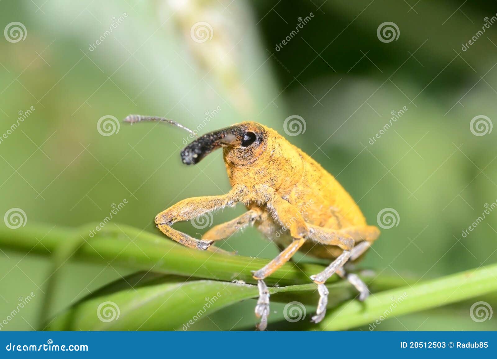 Snout Beetle stock image. Image of fear, common, eyes - 20512503