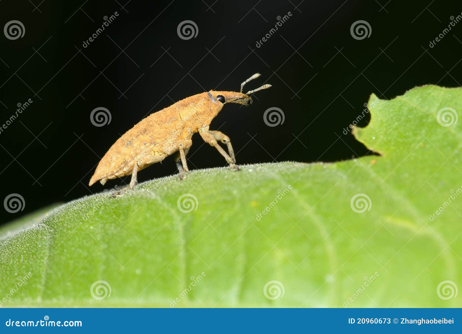 Snout beetle stock image. Image of close, macro, weevil - 20960673