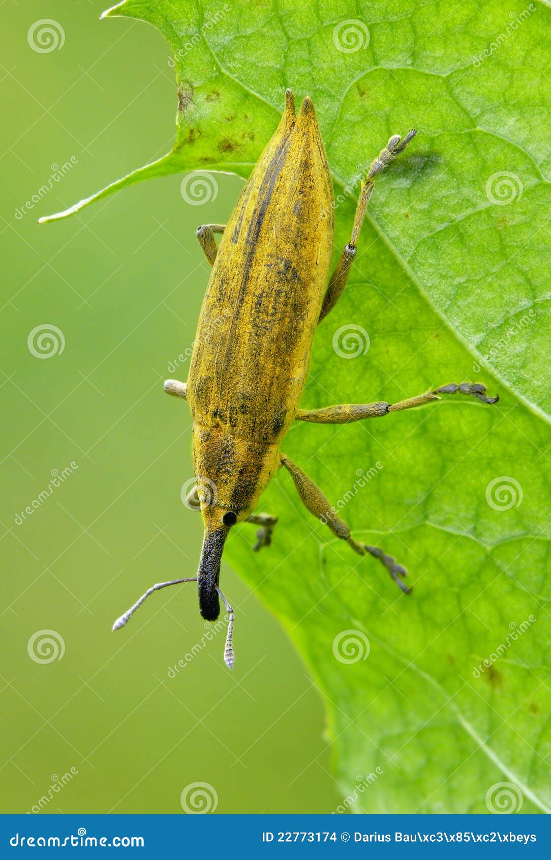 Snout beetle stock photo. Image of yellow, outdoor, legs - 22773174