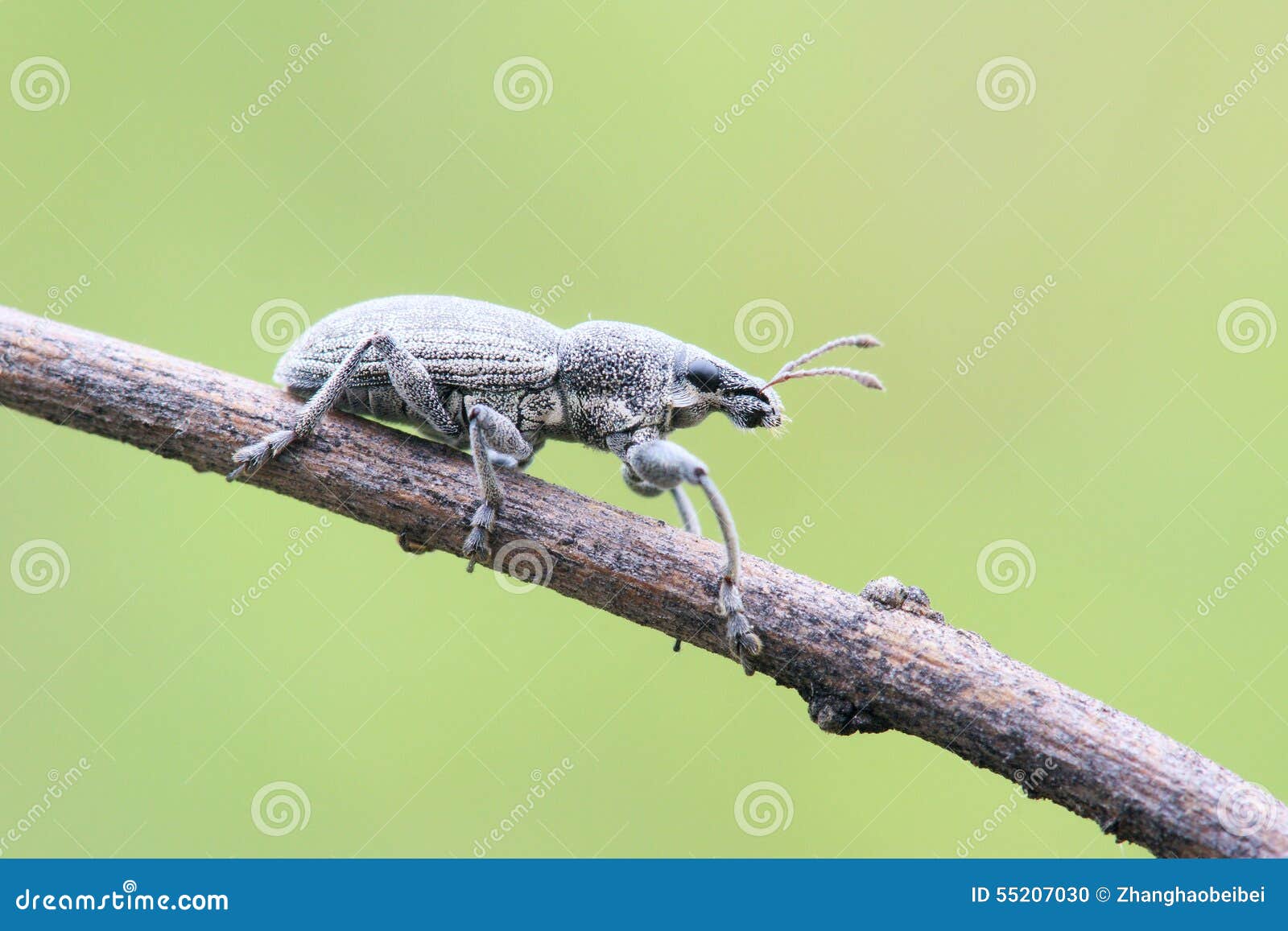 Snout beetle stock photo. Image of bugs, beetle, close - 55207030