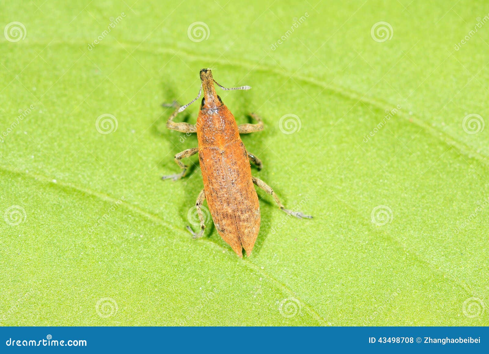 Snout beetle stock photo. Image of animal, wild, green - 43498708