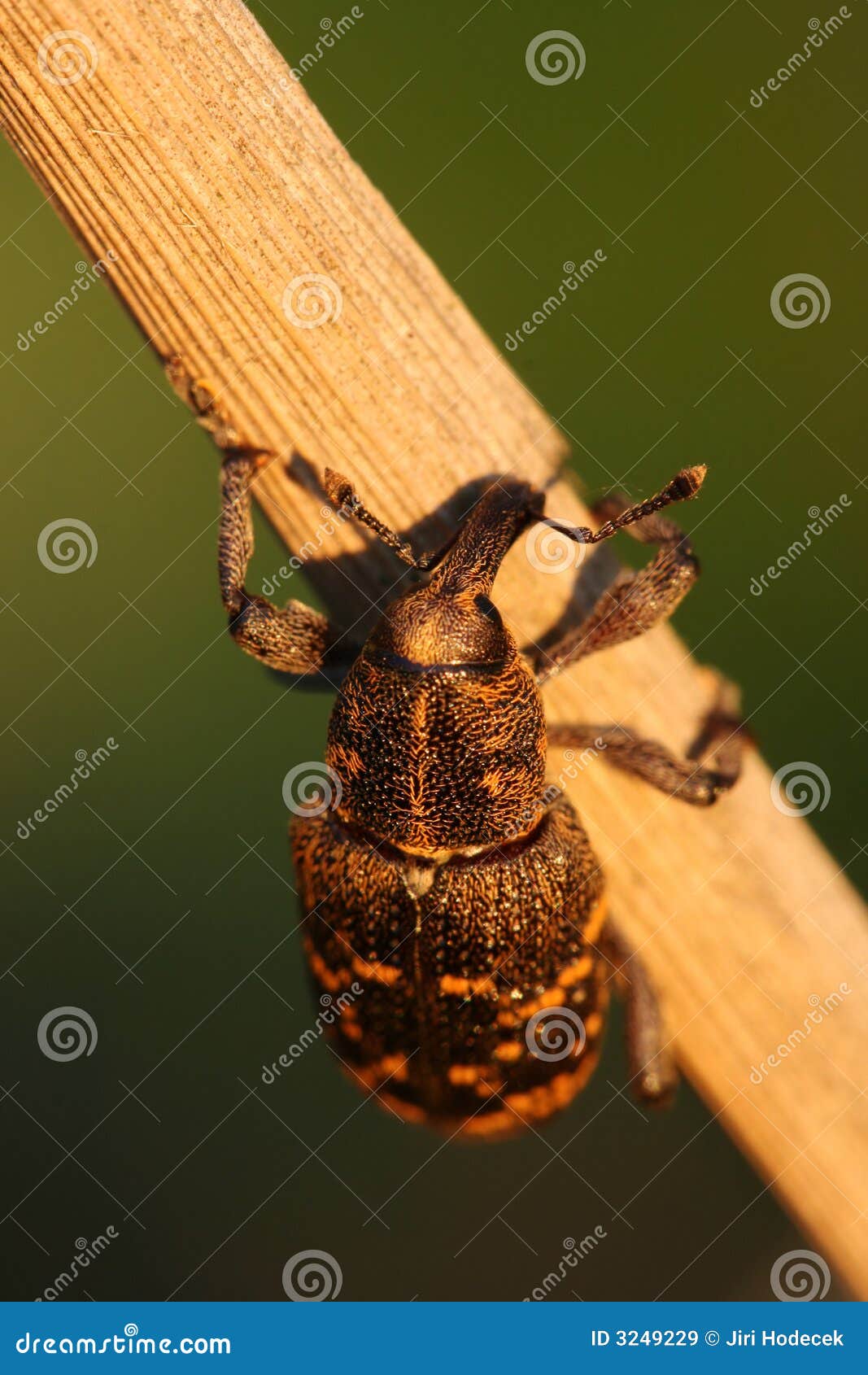 Snout Beetle Hylobius Abietis Stock Image - Image of animal, flying ...
