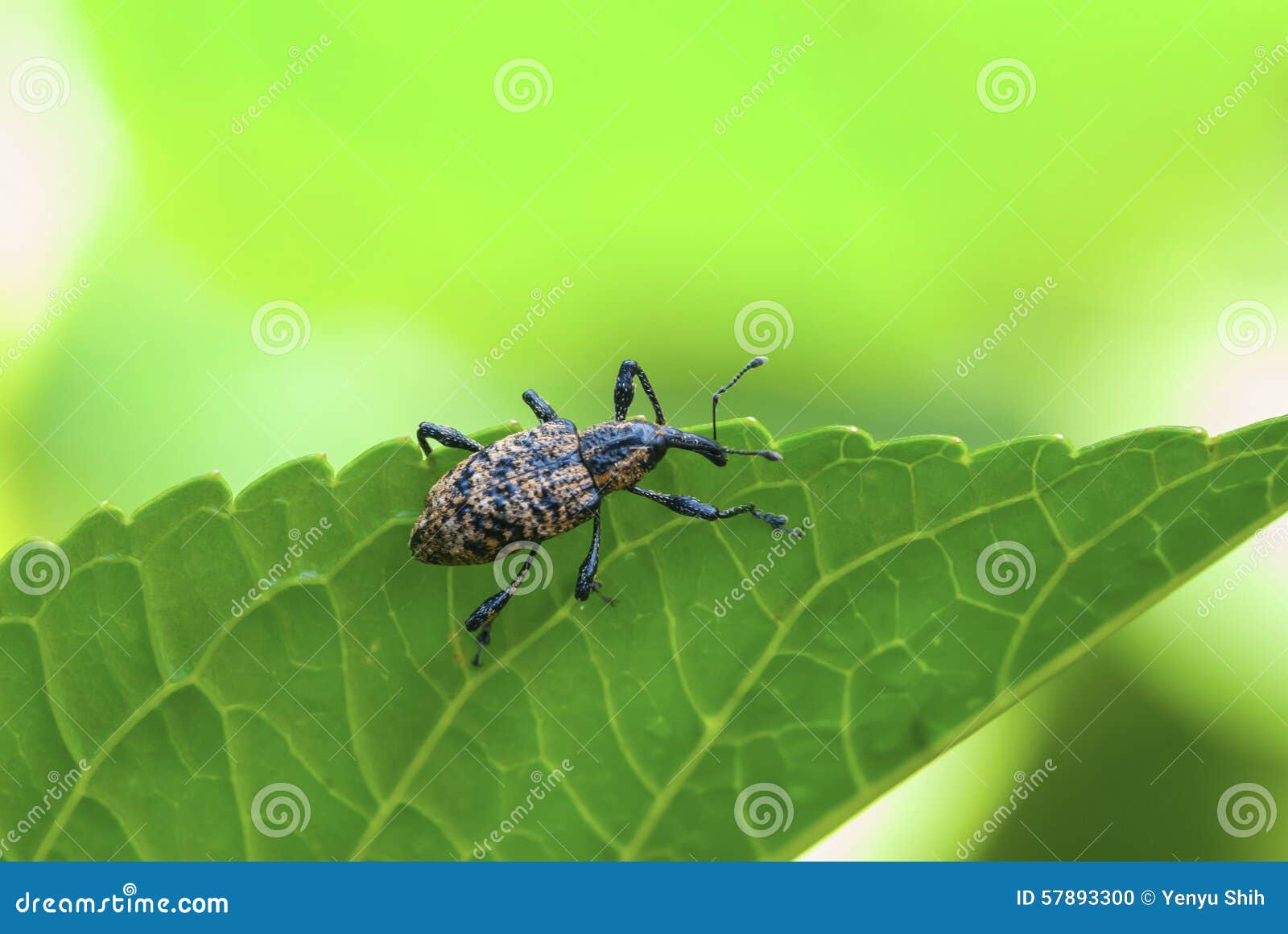 Snout beetle stock photo. Image of tree, snout, wing - 57893300