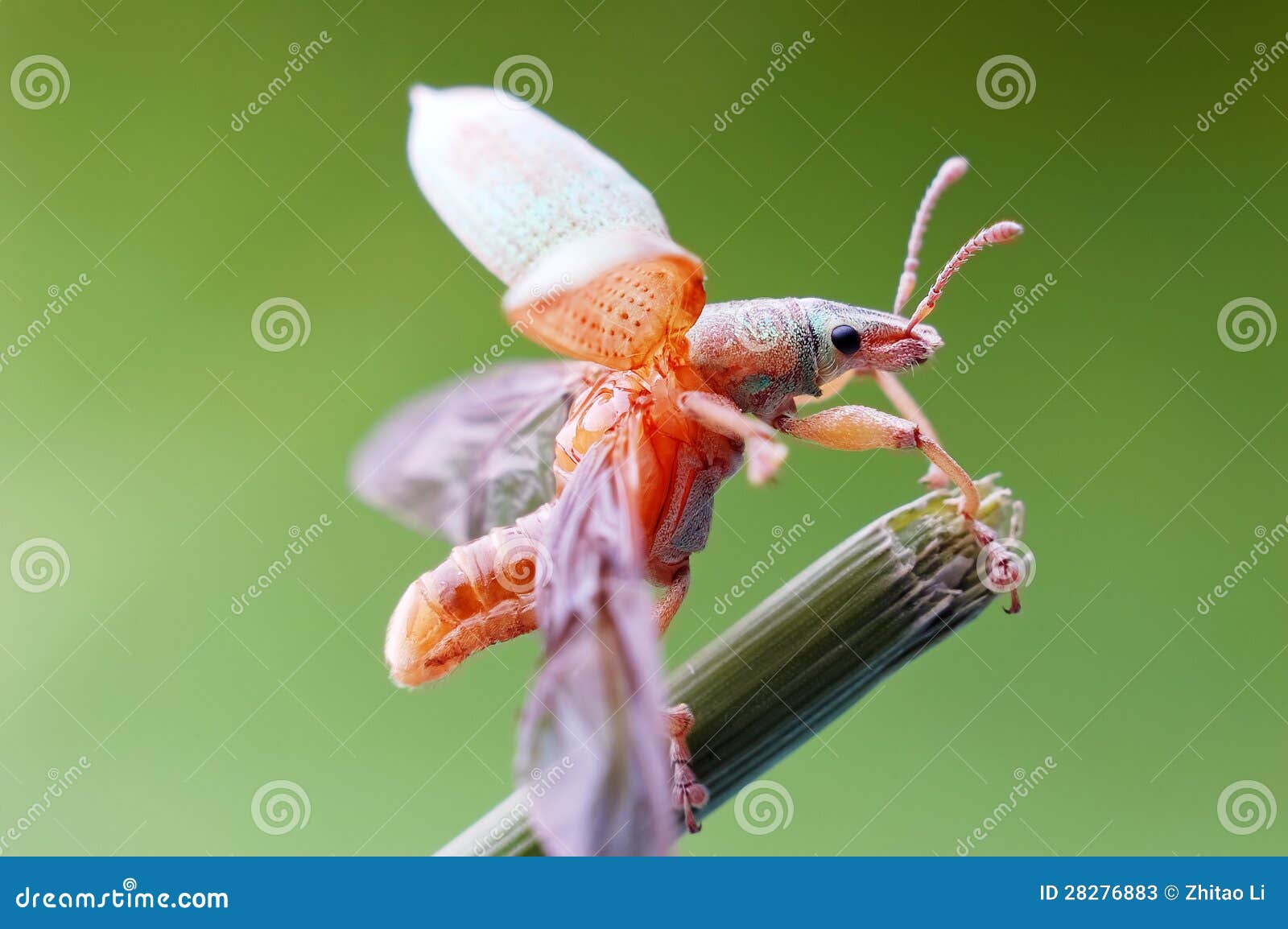 Snout Beetle is about To Fly Stock Image - Image of moment, snout: 28276883