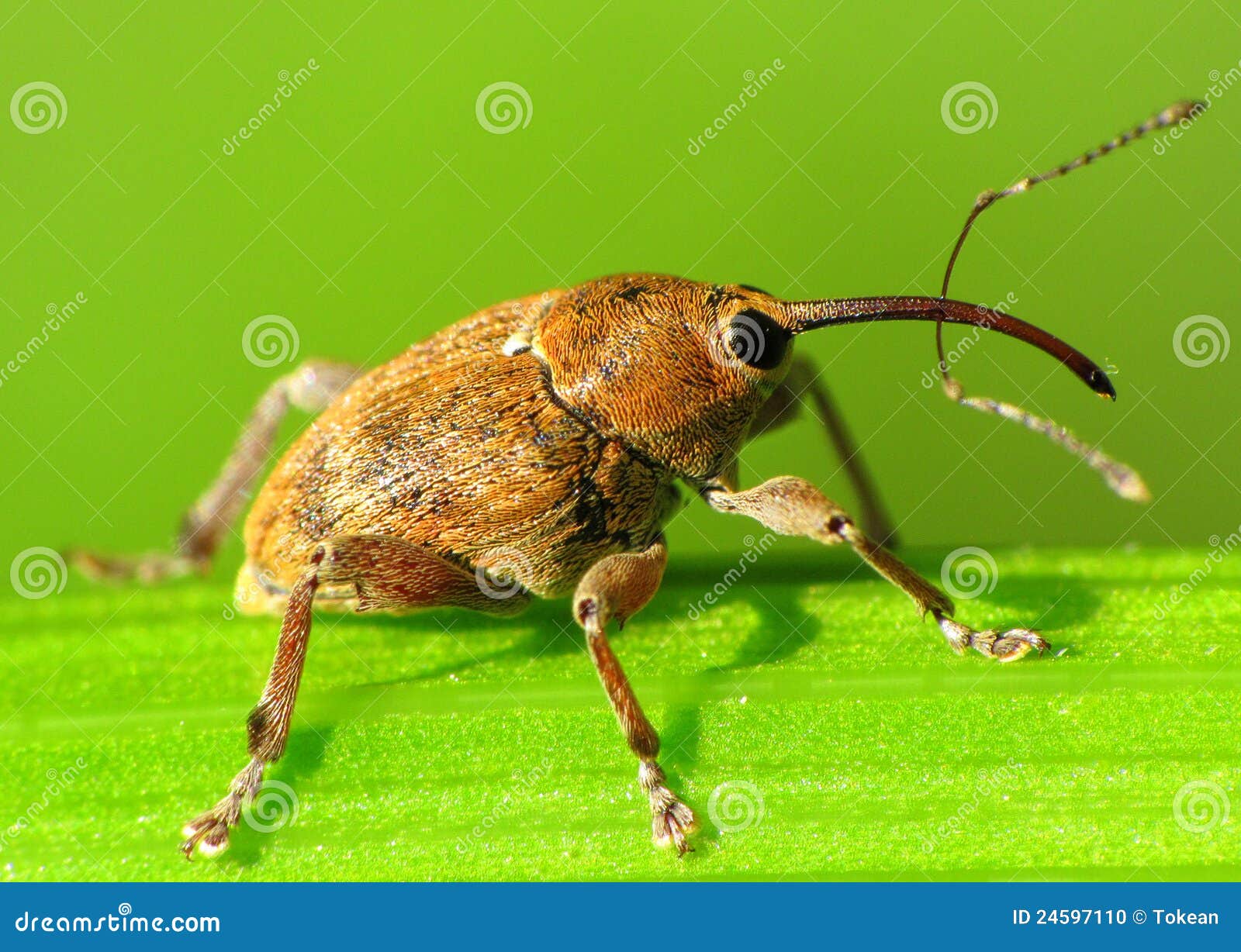 Snout Beetle with a Very Long Snout. Stock Photo - Image of close ...