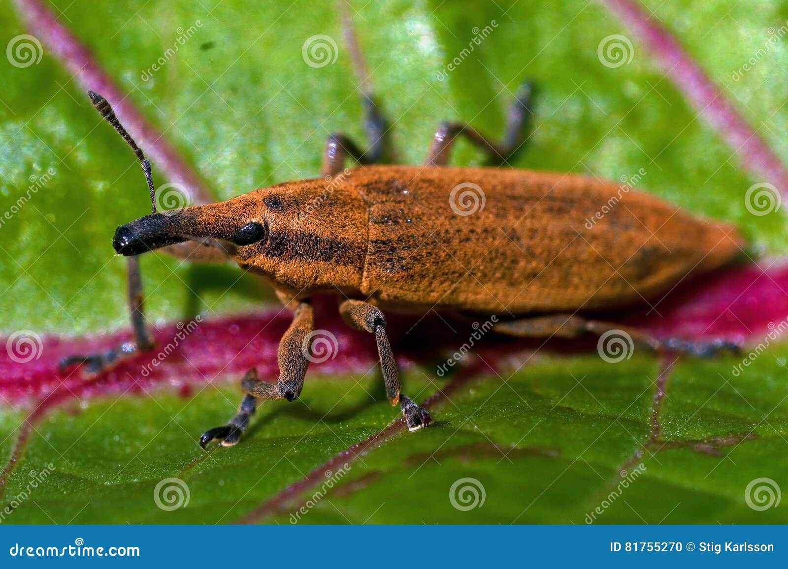 Snout Beetle Yellow Weevil, Lixus Iridis Stock Photo - Image of ...