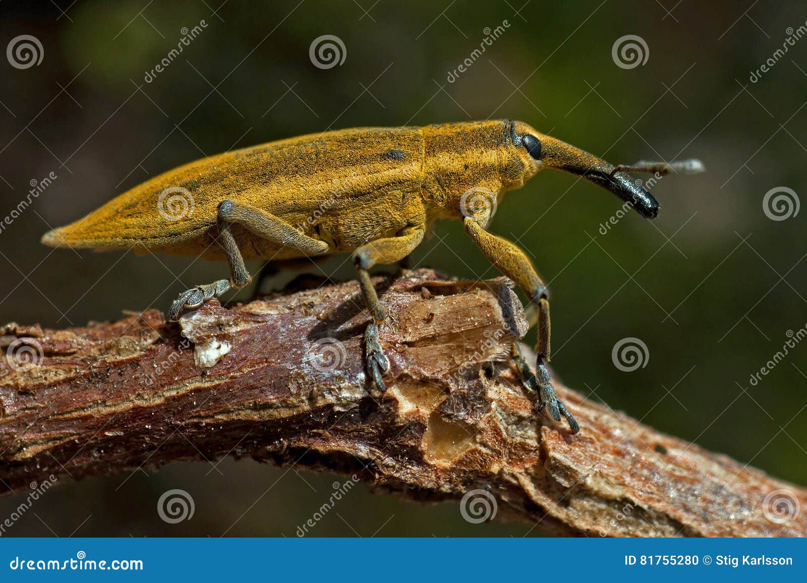 Snout Beetle Yellow Weevil, Lixus Iridis Stock Photo - Image of weevil ...