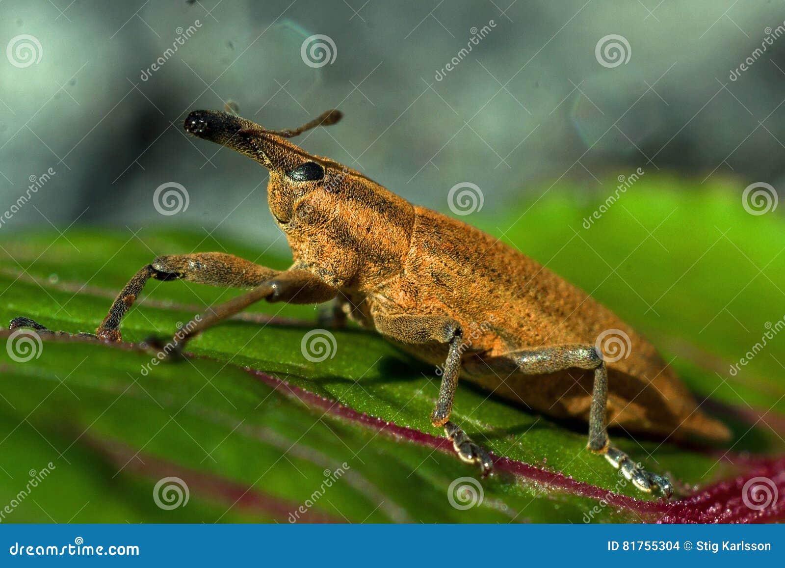 Snout Beetle Yellow Weevil, Lixus Iridis Stock Photo - Image of green ...
