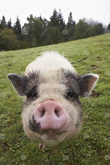 Snout of domesticated pig stock image. Image of bristles - 12341237