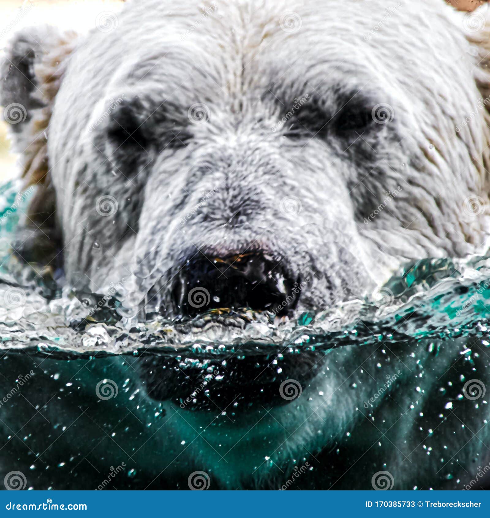 Polar Bear Snout in the Water Stock Image - Image of bear, funny: 170385733
