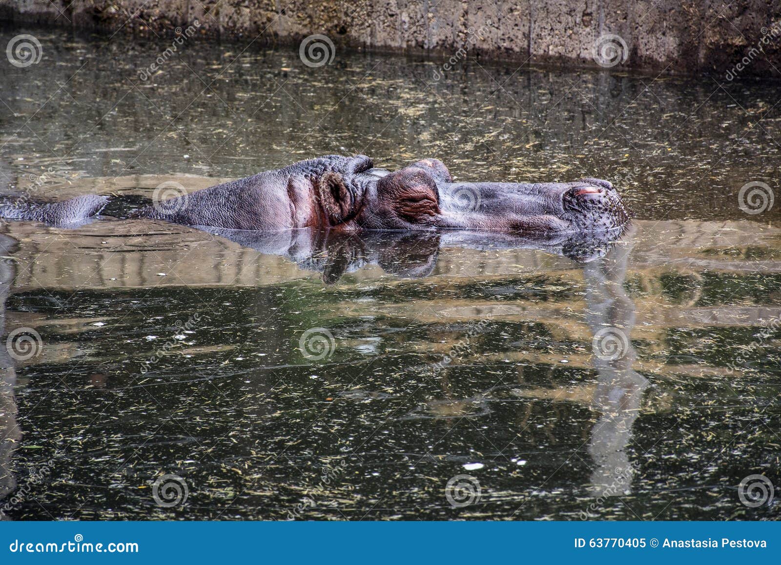 Snout of Hippo is in the Green Pond Stock Image - Image of muzzle ...