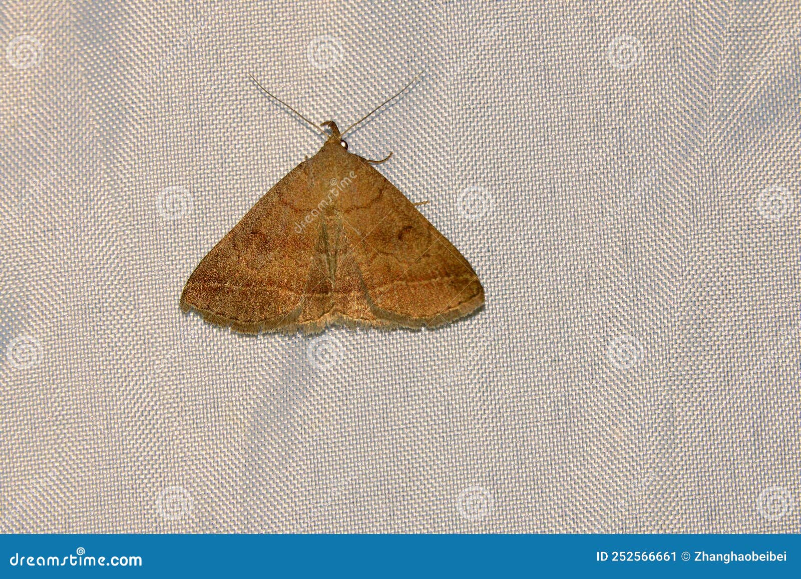 Snout moth stock image. Image of snout, mothes, pyralid - 252566661