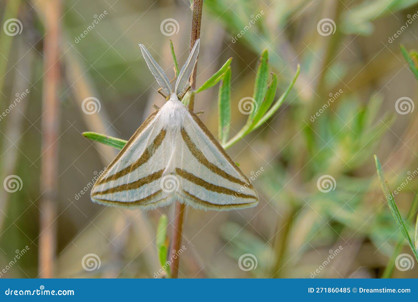 Snout moth stock image. Image of life, nature, wildlife - 271860485