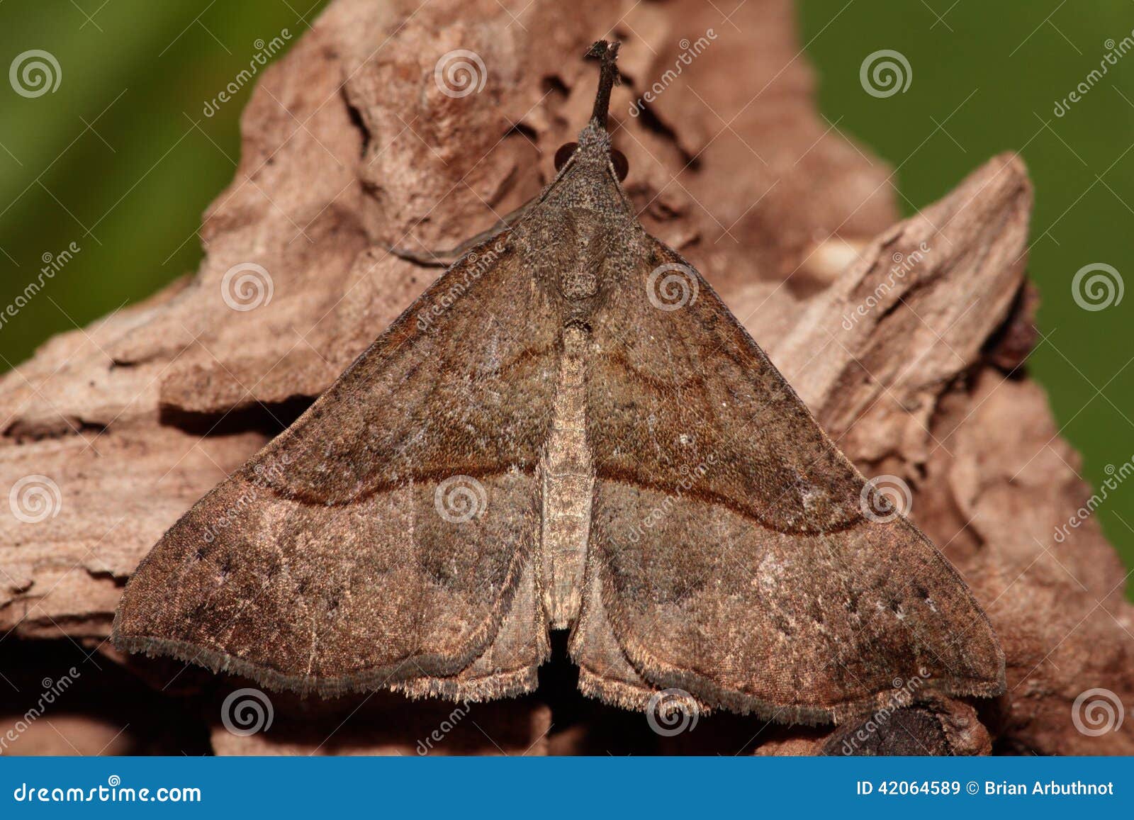Snout moth. stock image. Image of nature, wild, insect - 42064589