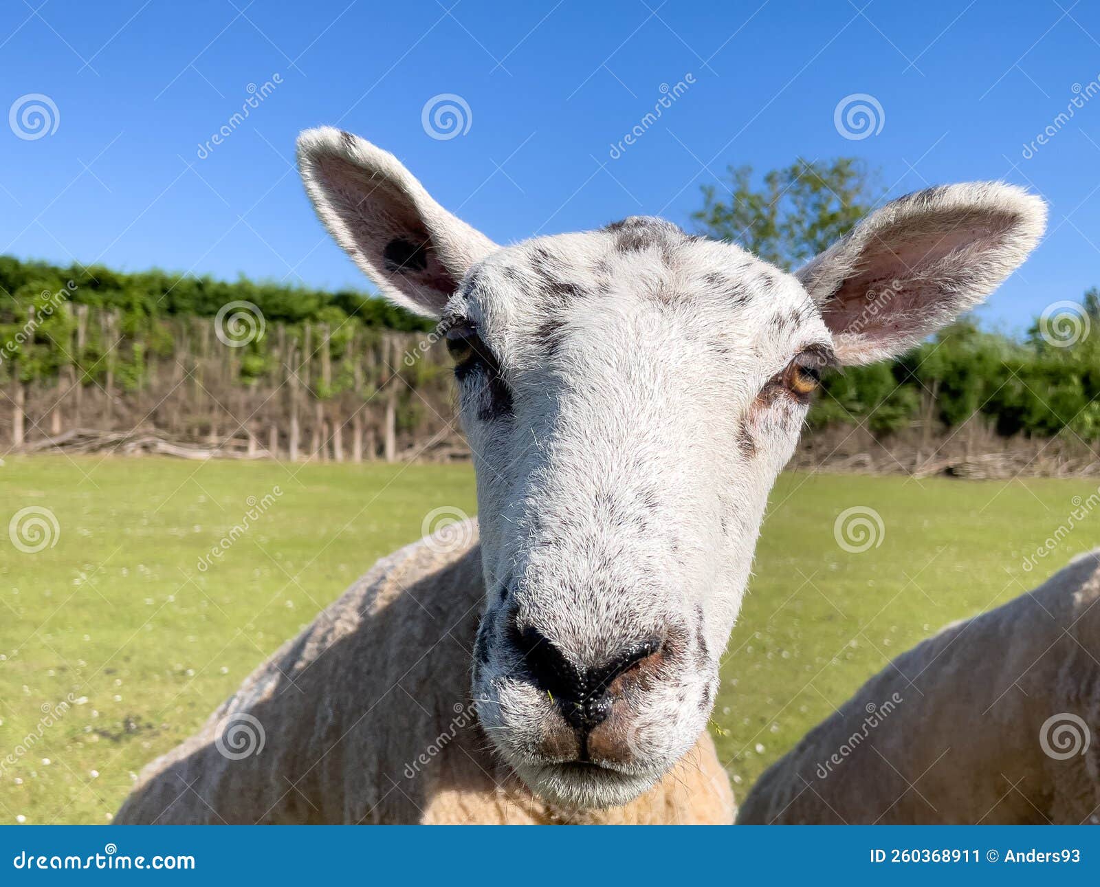 Snout nose of a young lamb stock image. Image of herd - 260368911