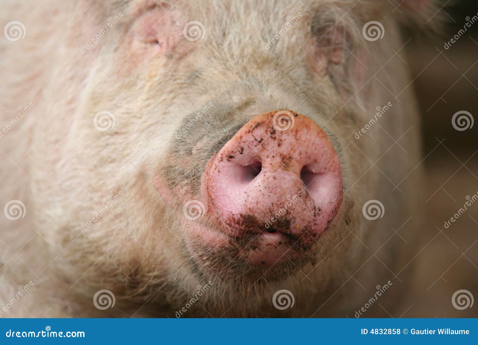 Snout of a Pig stock photo. Image of porcine, awful, farm - 4832858