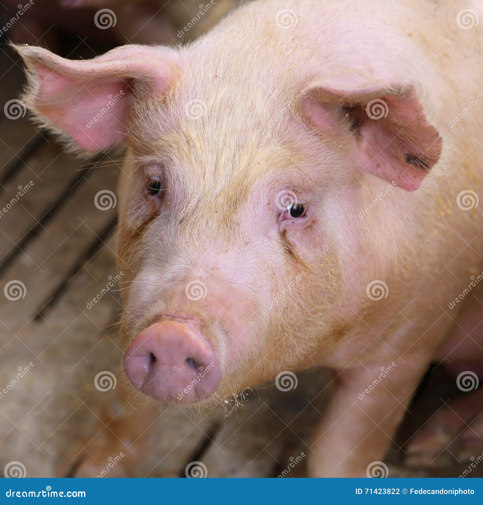 Snout of the Pig in the Pigsty on the Farm Stock Photo - Image of ...