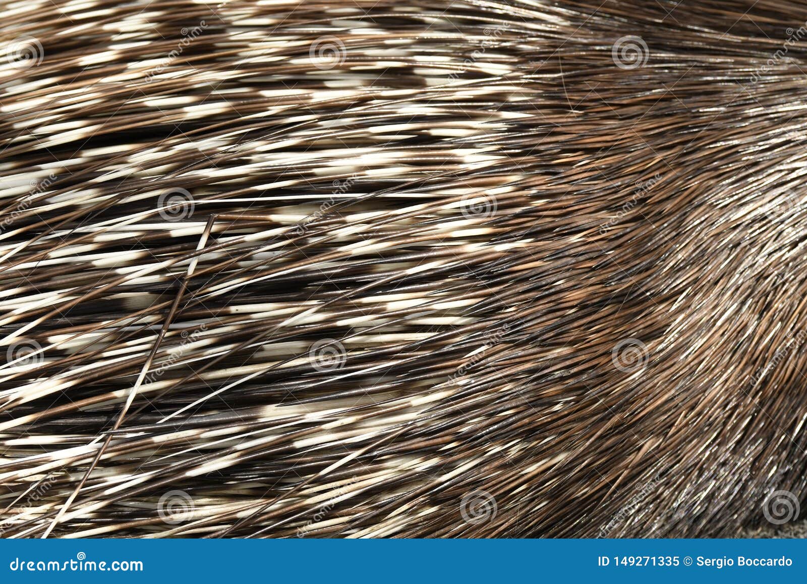 Snout and Porcupine Spines while Resting Stock Image - Image of needles ...