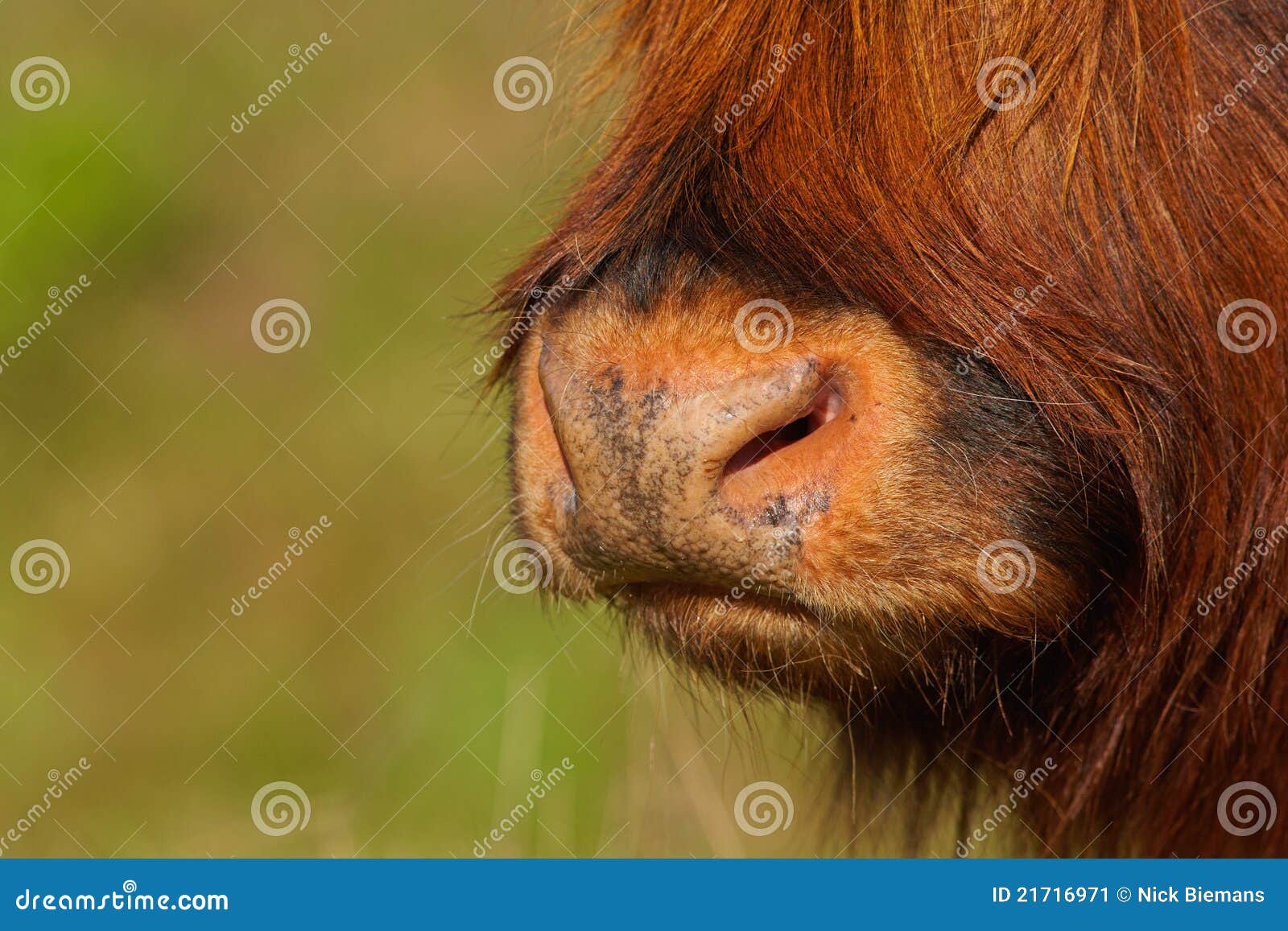 Snout of a red Highland stock image. Image of mammal - 21716971