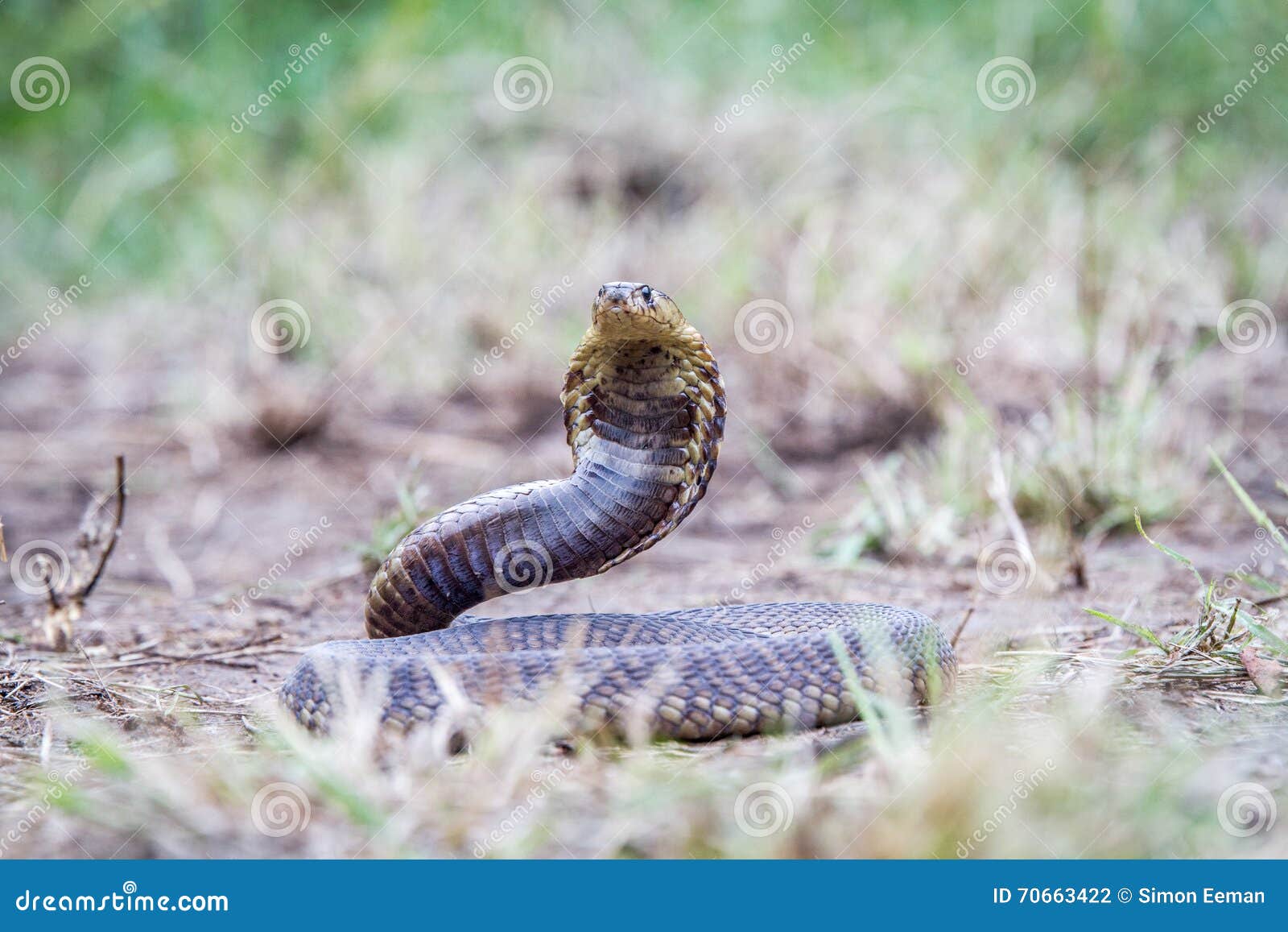 Snouted Cobra Naja Annulifera, Called Also - Banded Egyptian Cobra ...