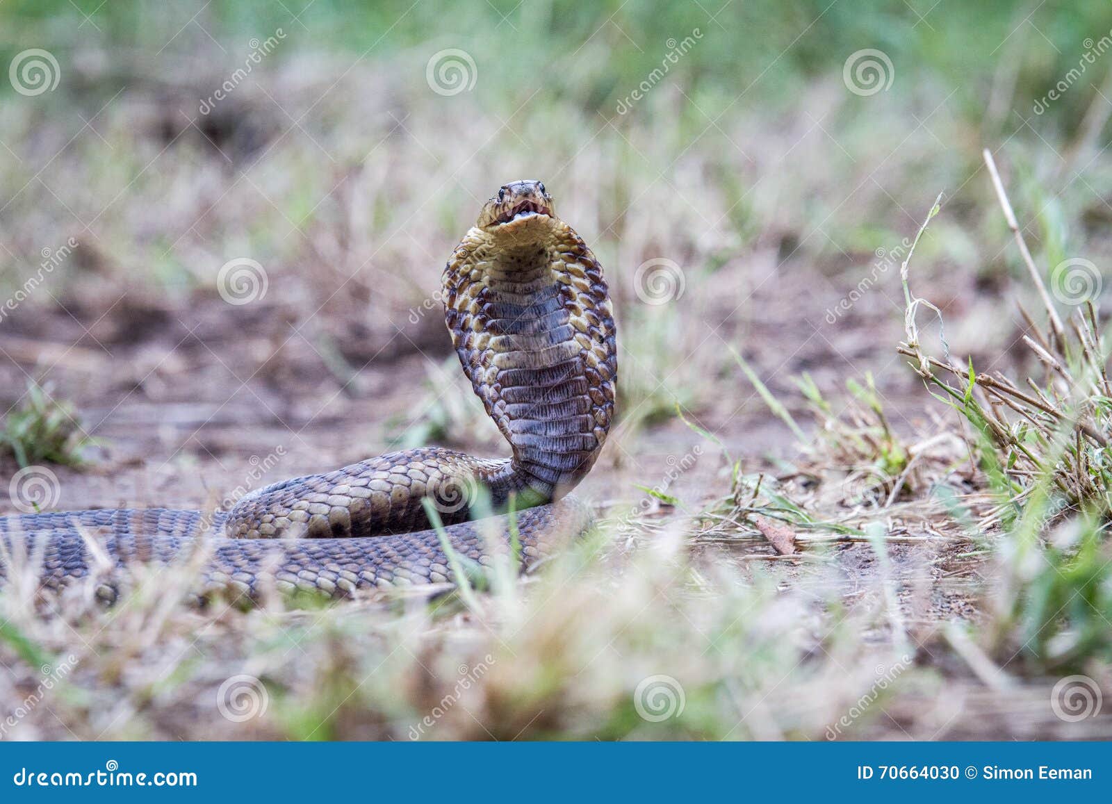 Snouted Cobra Naja Annulifera, Called Also - Banded Egyptian Cobra ...