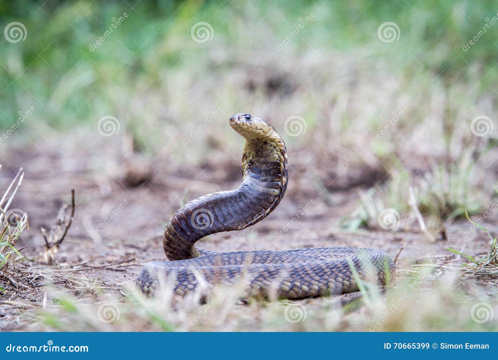 Snouted Cobra Naja Annulifera, Called Also - Banded Egyptian Cobra ...